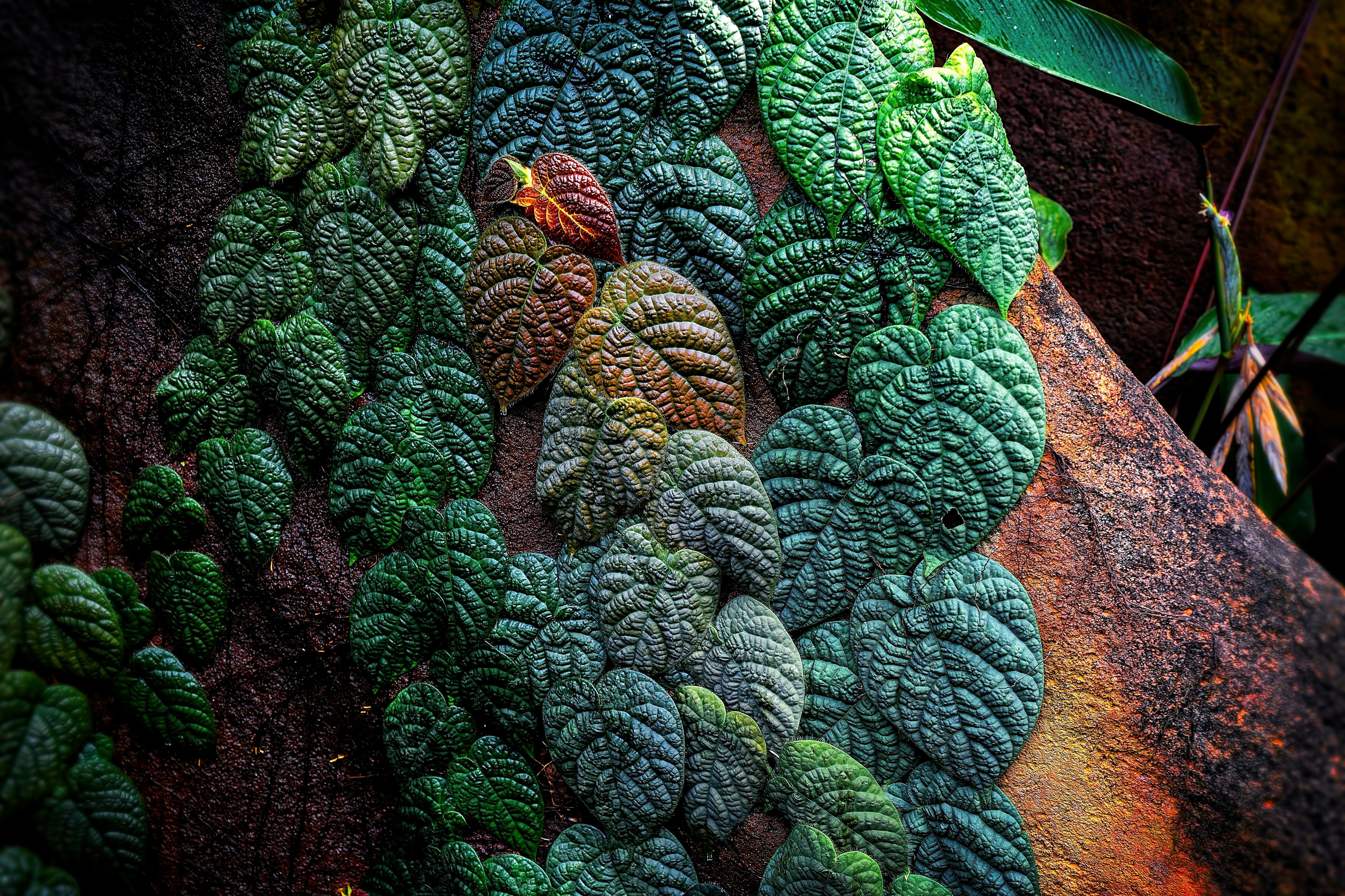 Verdant Veins on Rusted Rock: a Close-Up of Textured Ivy