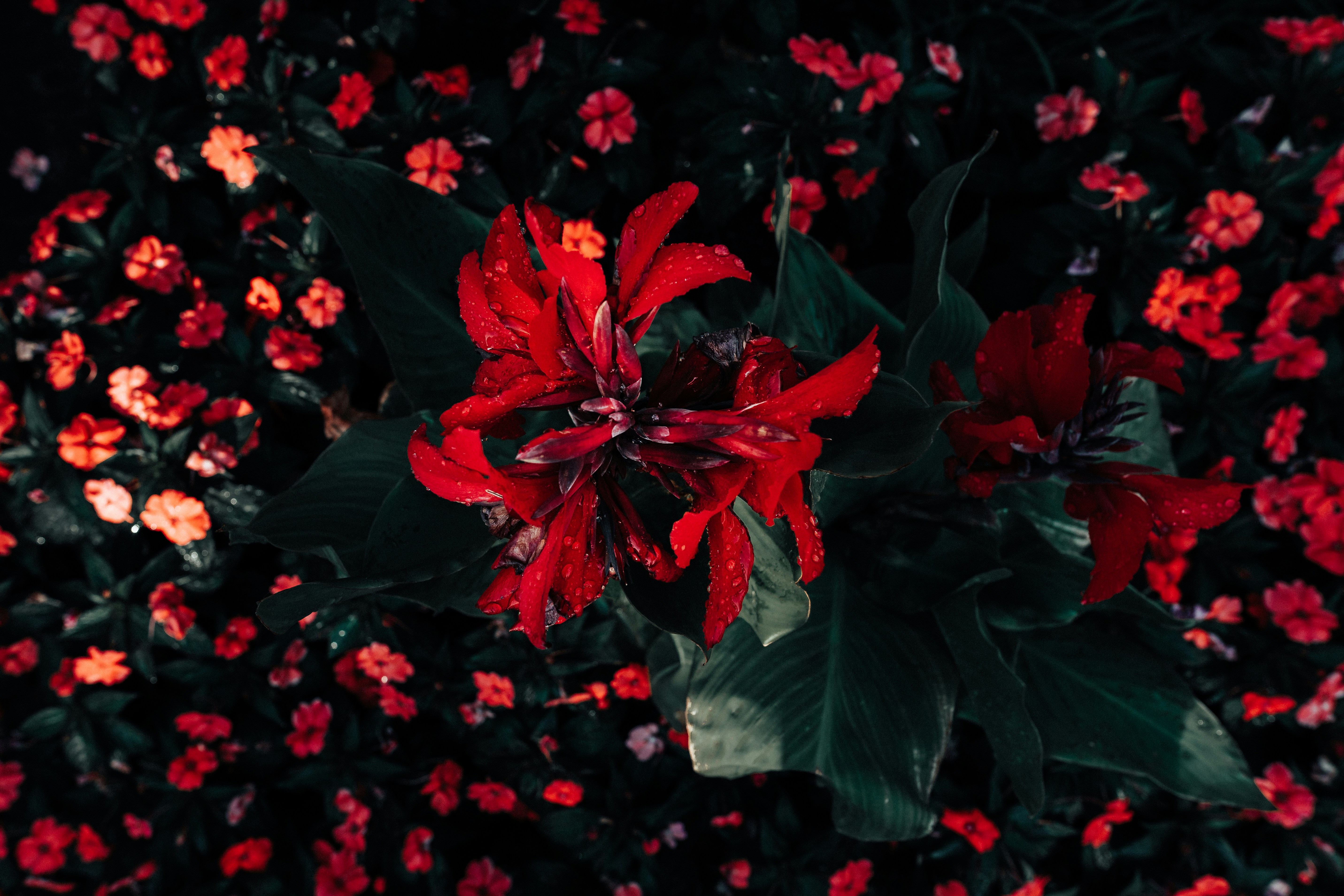 Crimson Bloom at the Center of a Velvet Garden
