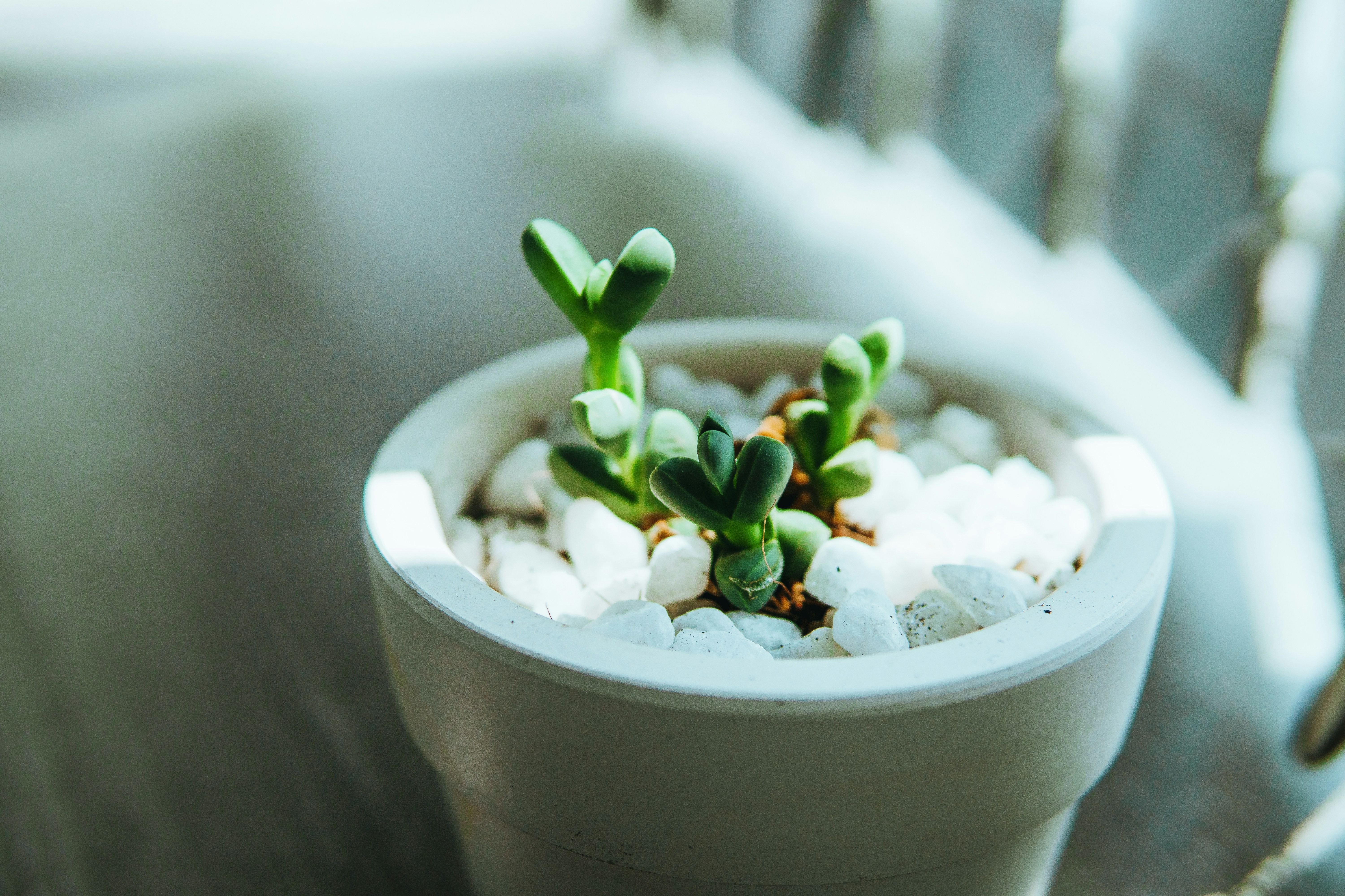 shallow focus photography of green plants in vase