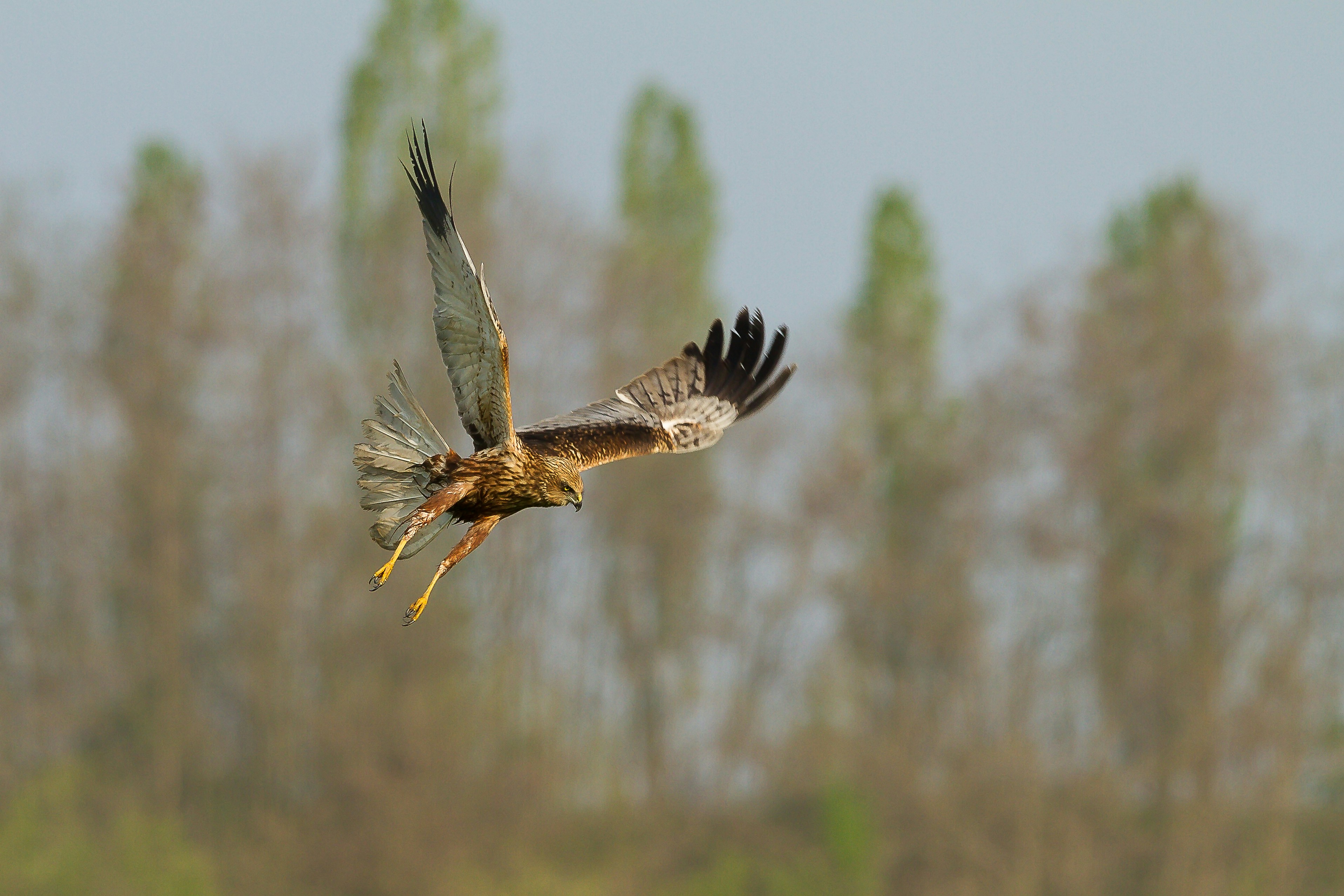 Soaring Bird Pictures | Download Free Images on Unsplash