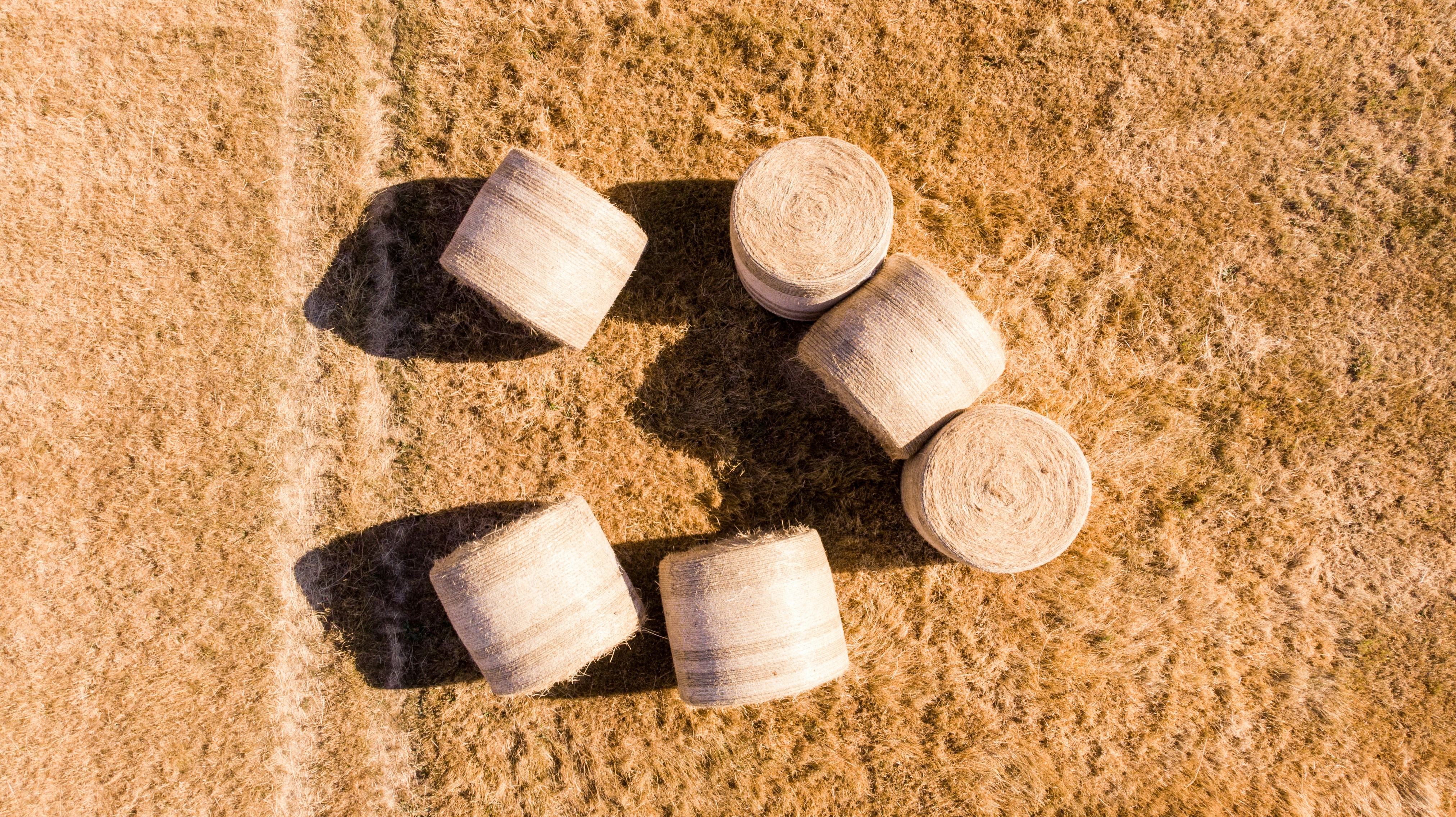 Five white hay bales cluster on a sunlit, dusty field