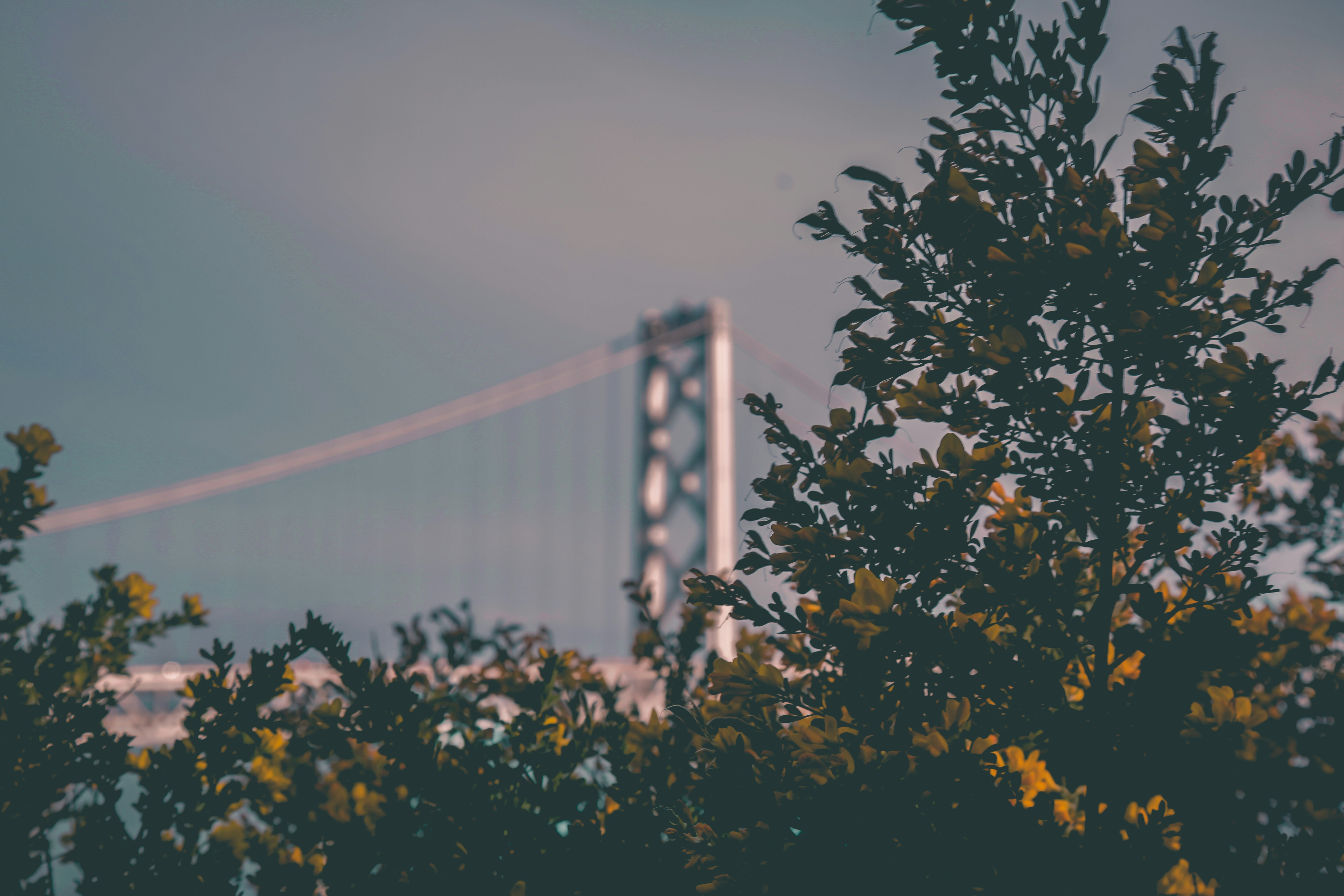 Green leafed tree near bridge photo – Free Grey Image on Unsplash