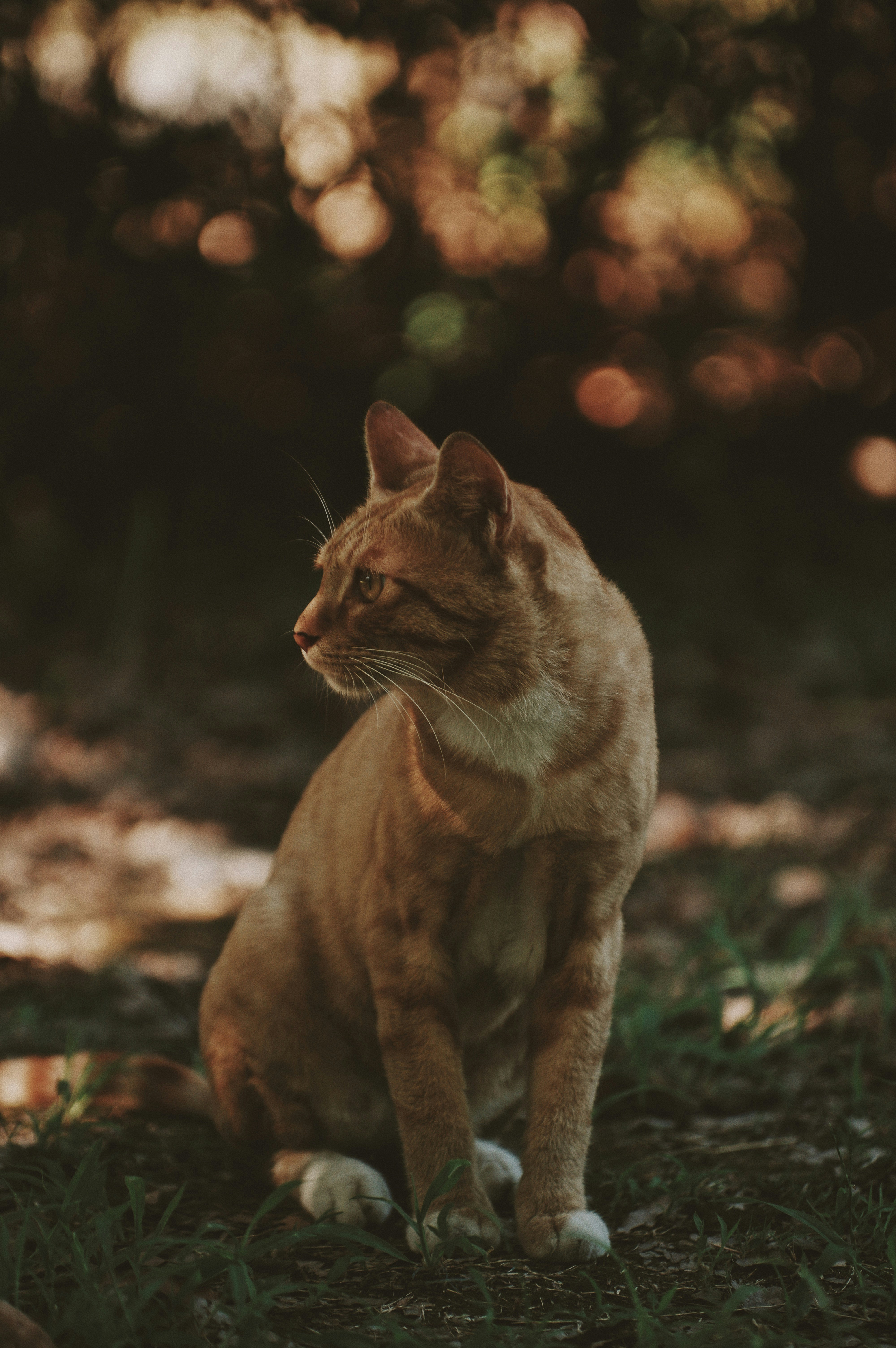 Selective focus photography of orange tabby cat sitting on grass field ...