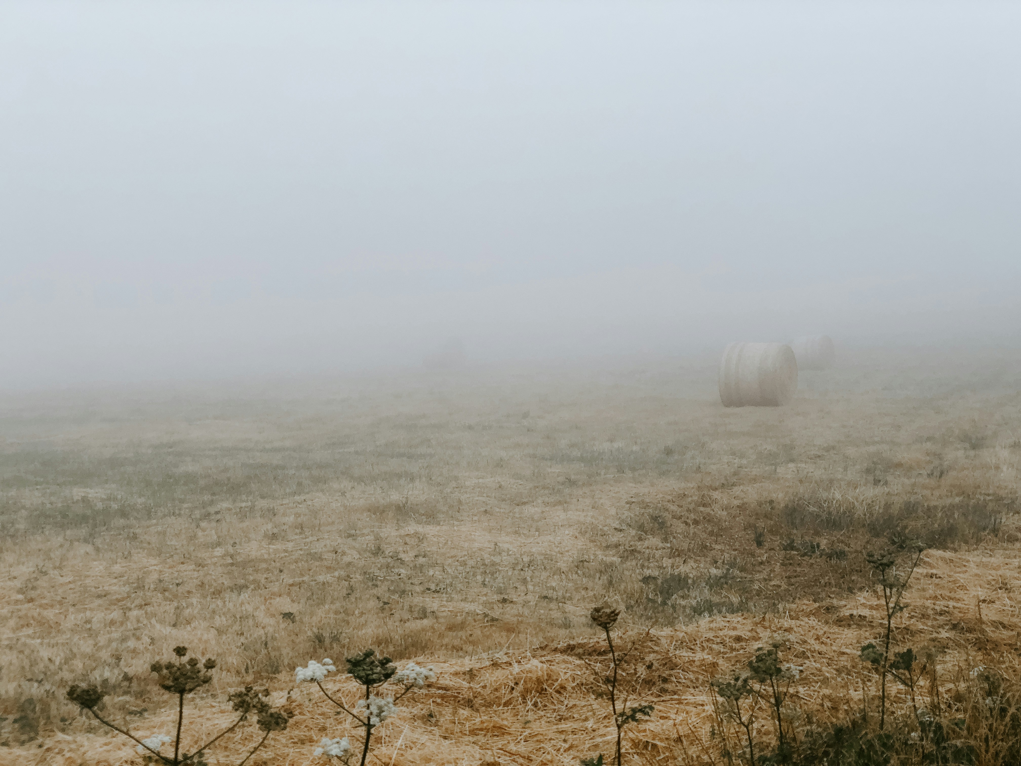 Hay bales emerge through dense fog in a quiet, grassy landscape.