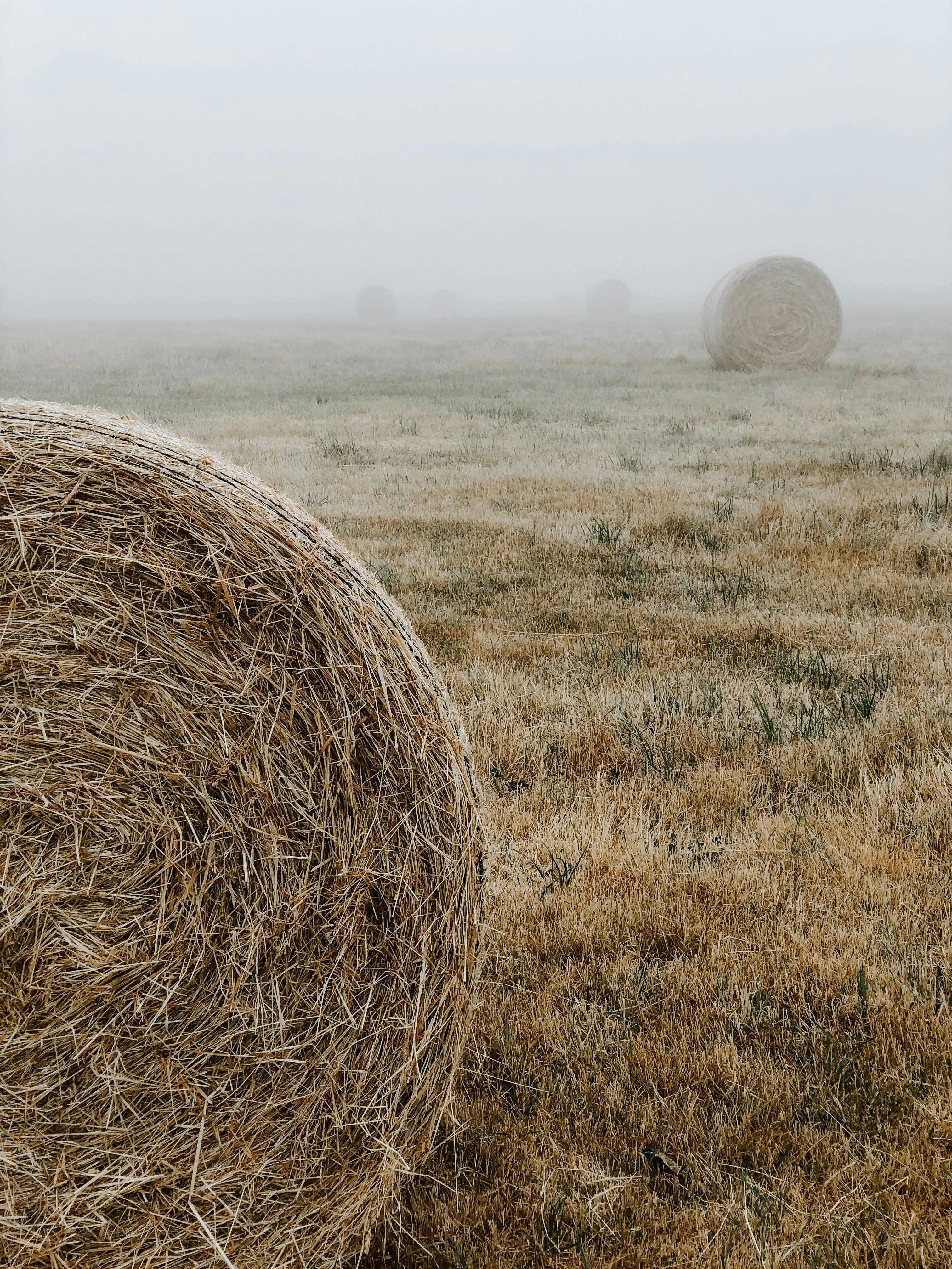 I can’t tell you how many times I’ve driven past these hay bales on the way to work. BUT TODAY… THE FOG! So I had to actually pull over this time and see what I can do. No camera, no drone… only my iPhone X. Hope you can find these useful :) | selective focus photography of hay roll