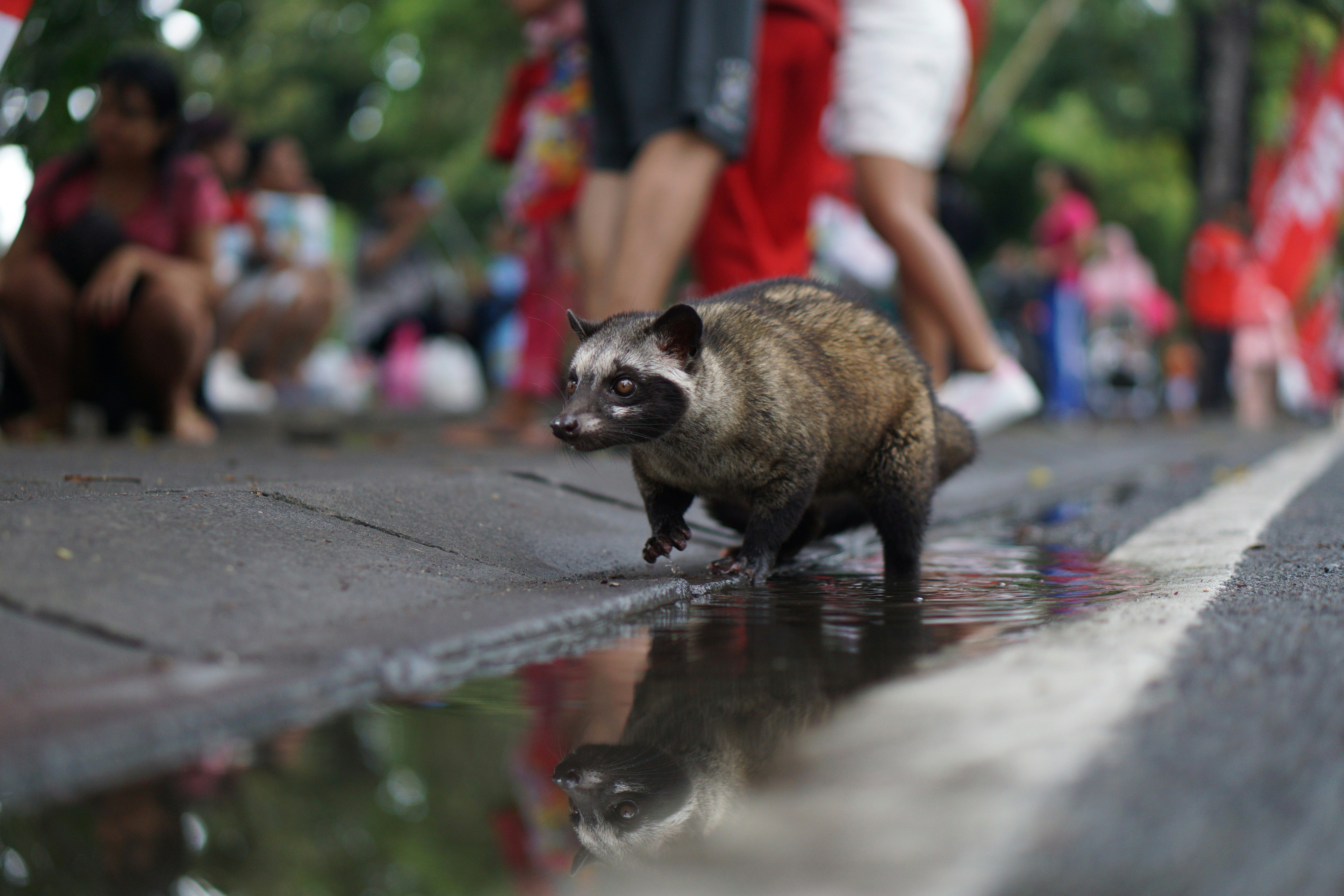 A civet walking along a rain-soaked street, its reflection visible in the puddle, amidst a bustling crowd in the background.