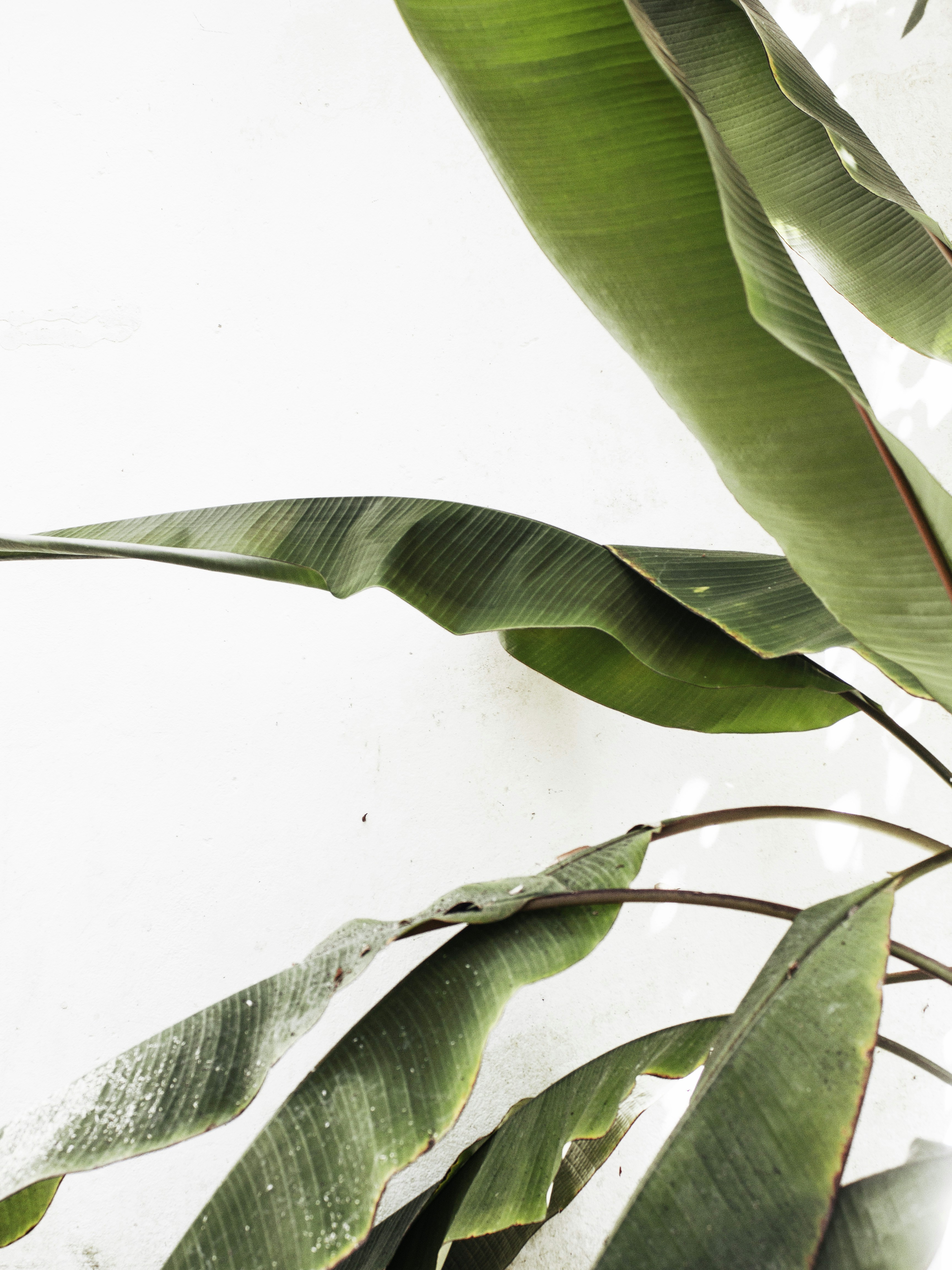 Banana Leaf Pictures [HD] | Download Free Images on Unsplash