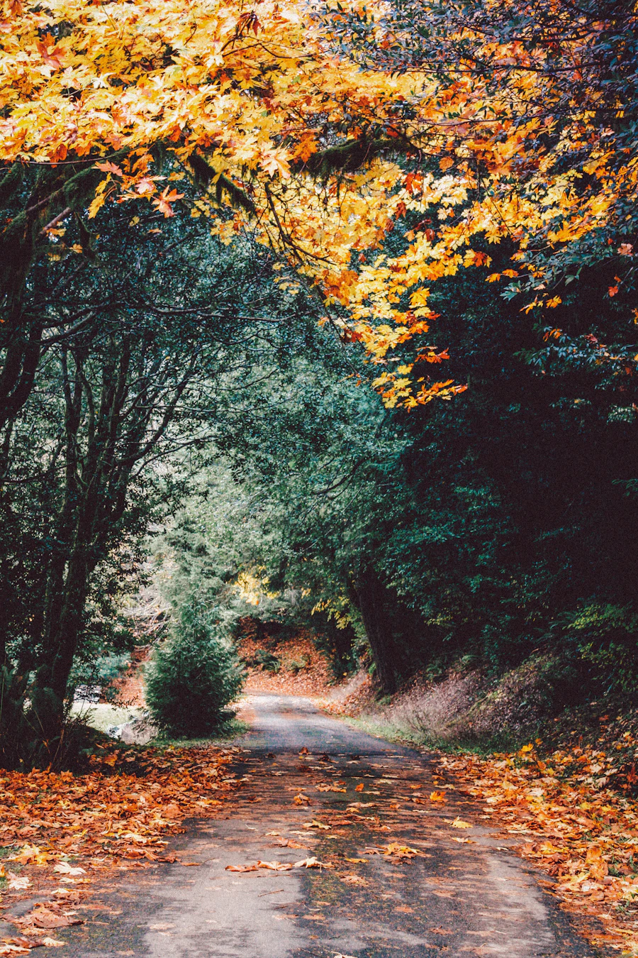 Leaf-strewn path winds through a forest with vibrant orange foliage overhead; a quiet, autumnal corridor invites a gentle walk. (illustrative scene)