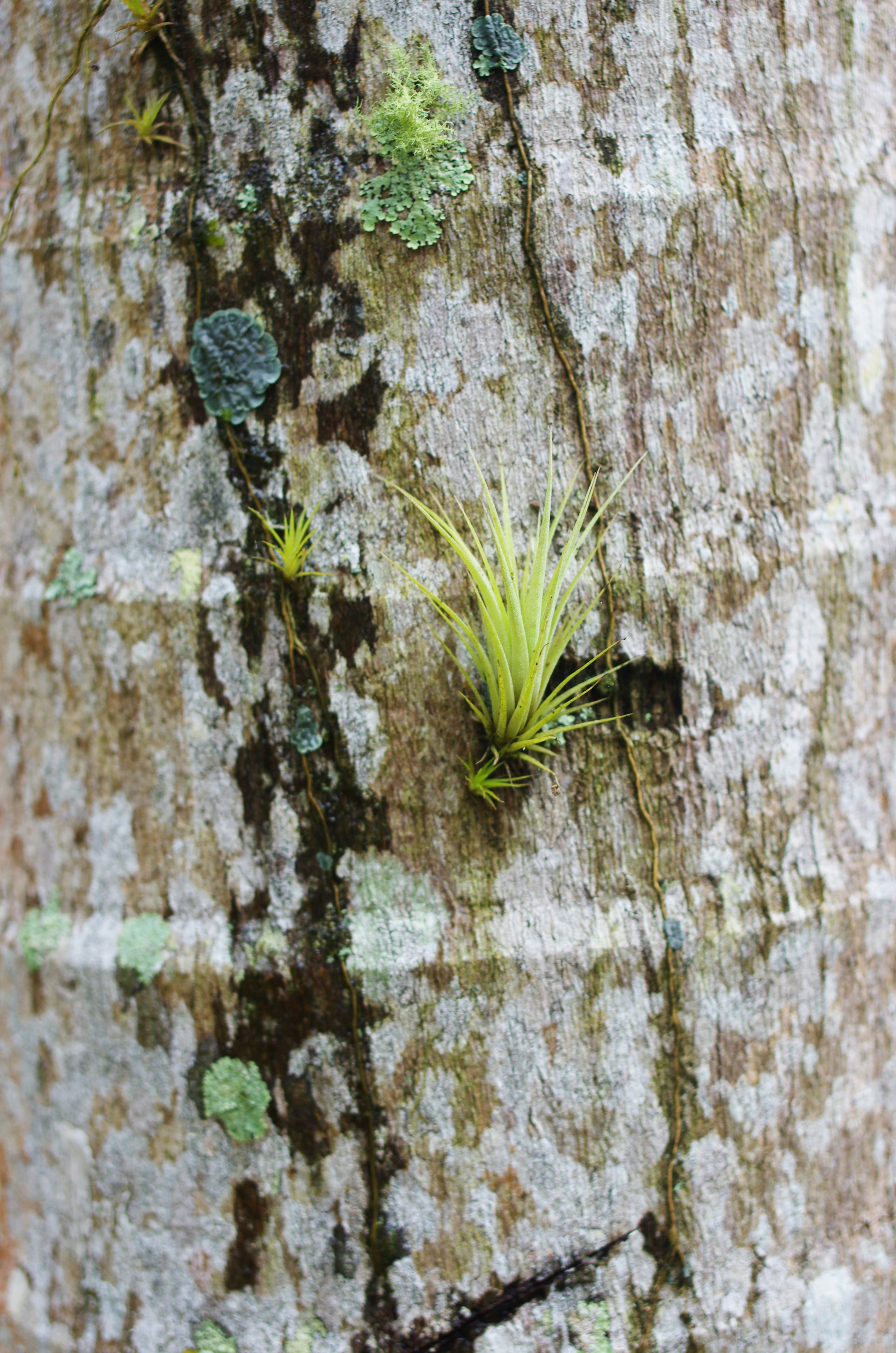 A vibrant green plant thrives on a textured tree trunk, surrounded by patches of lichen and moss. The intricate details of the bark enhance the natural beauty of this scene.