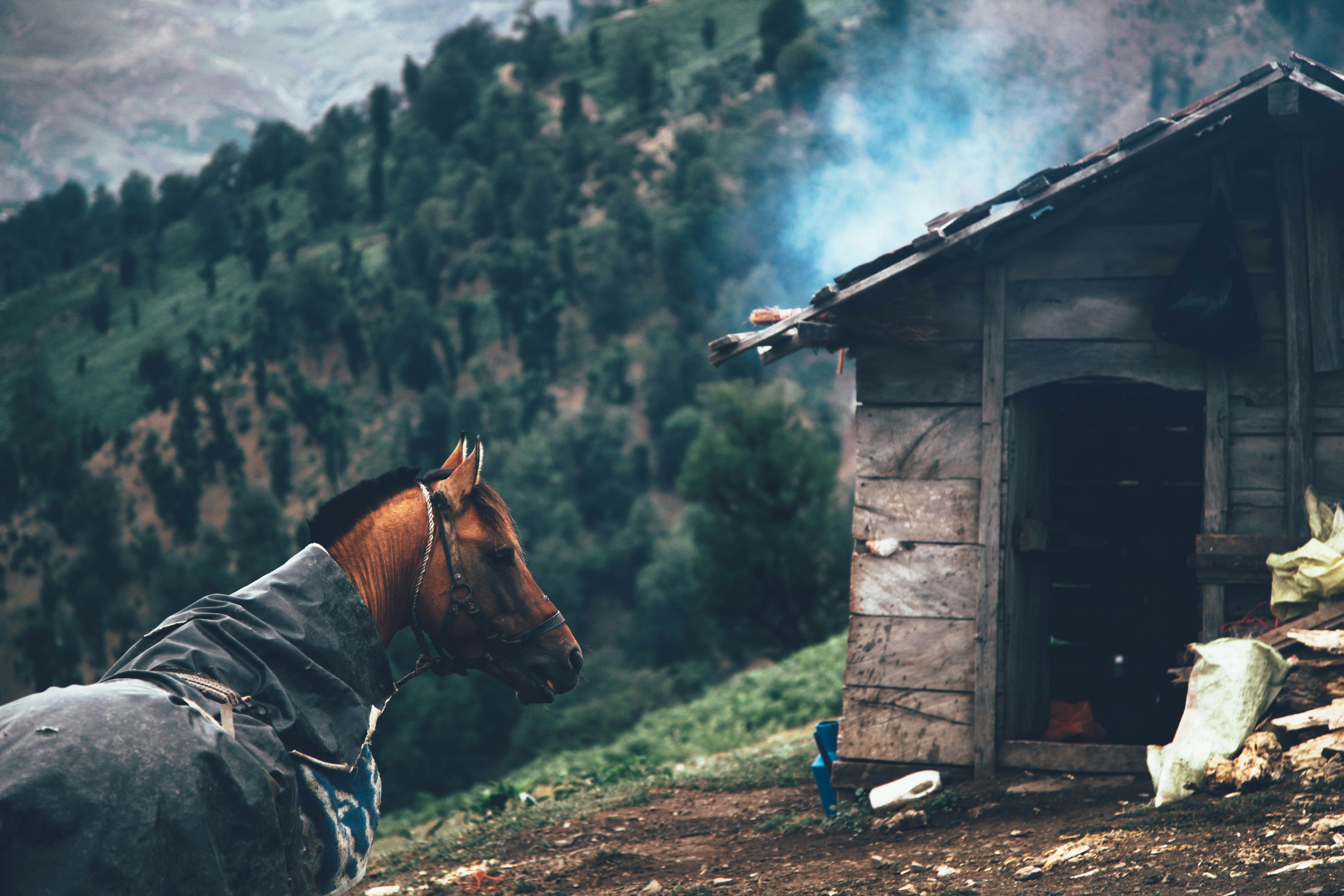 A horse in a warm blanket stands near a rustic wooden shelter, surrounded by lush green hills and a hint of smoke in the air.