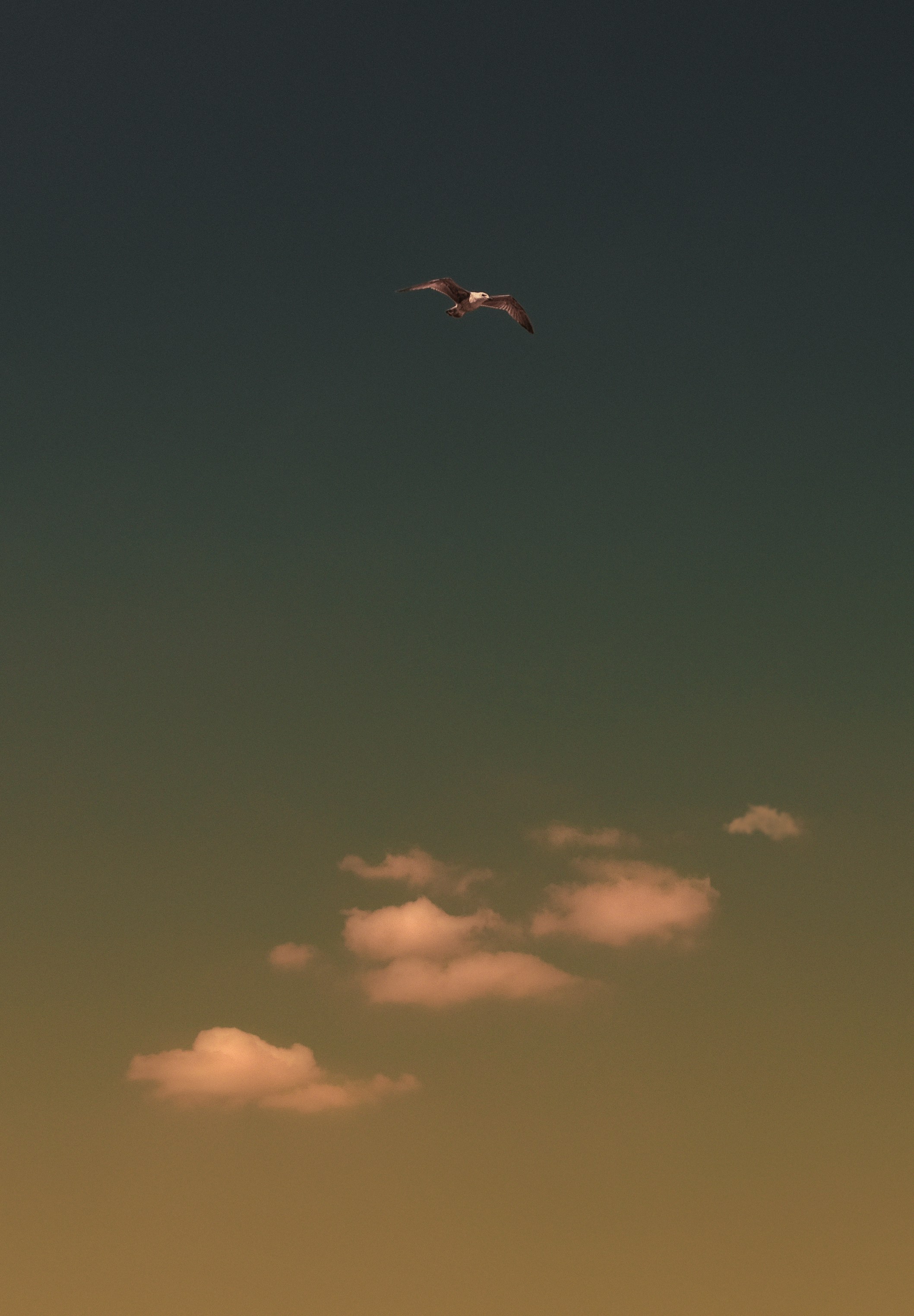 Gull in a gradient dusk over a quiet horizon
