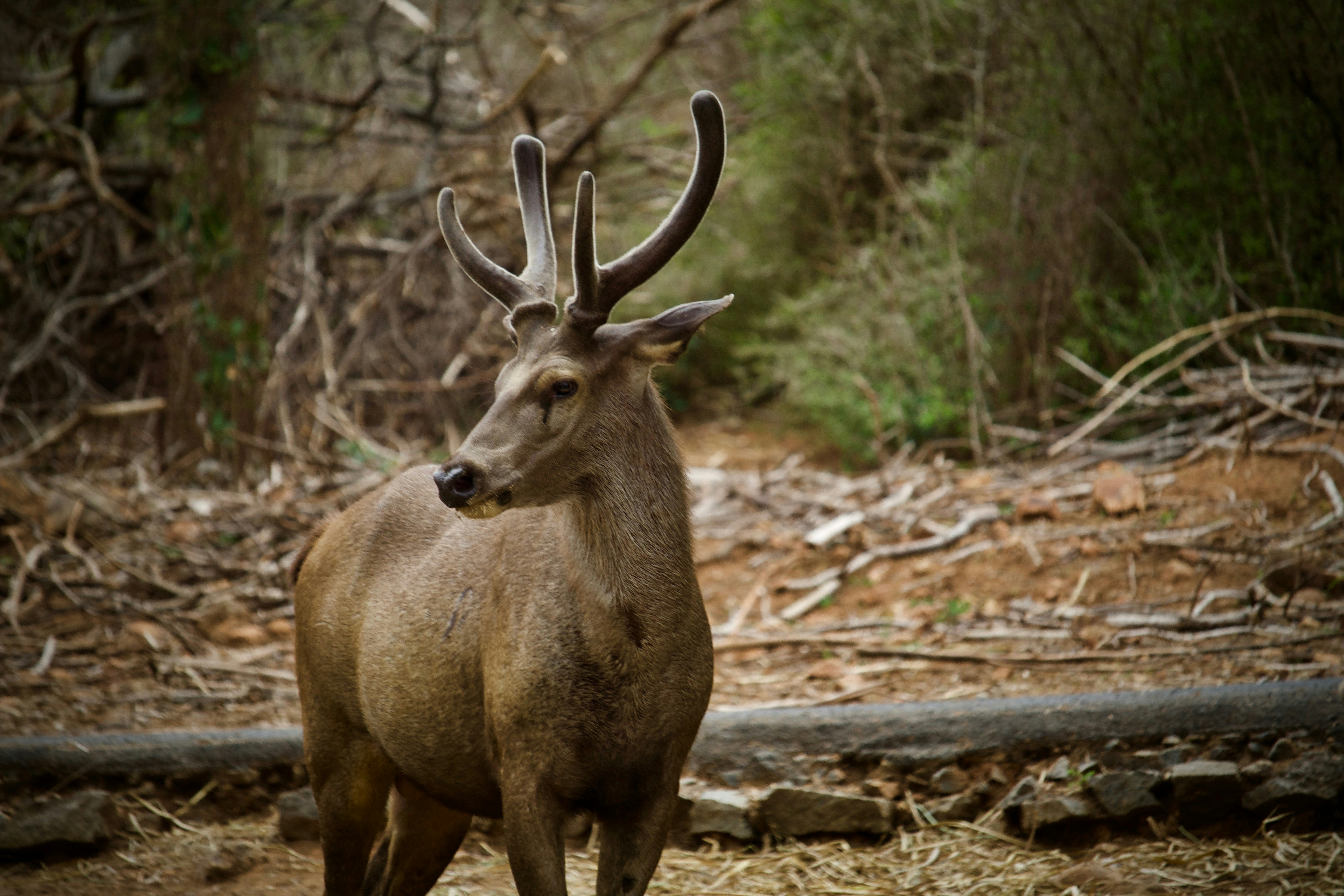 30,000+ Deer In Forest Pictures | Download Free Images on Unsplash