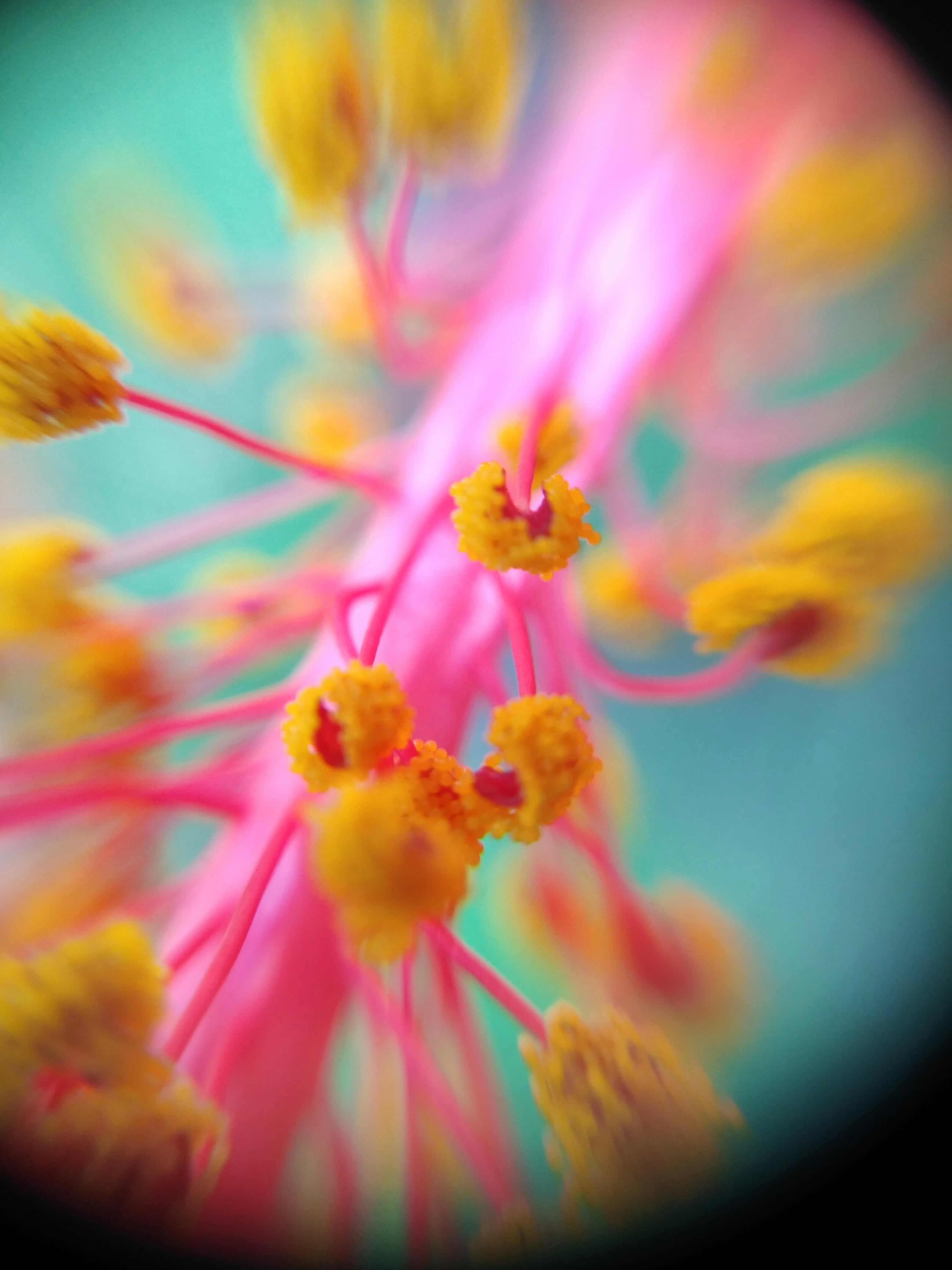 Close-up macro of pink flower filaments with yellow pollen clusters against a blurred teal background.