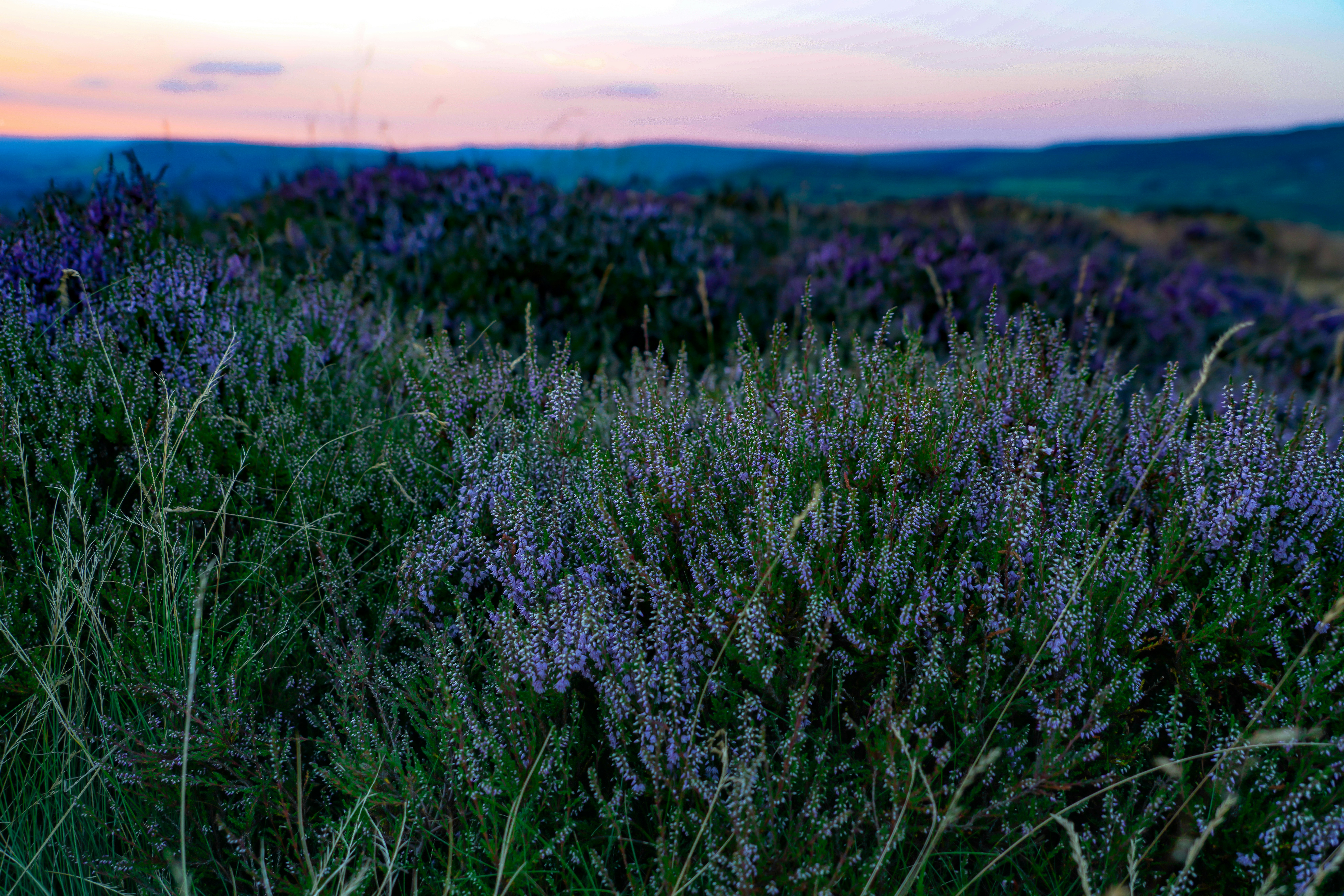 Vibrant purple heather blooms blanket a hillside as the sun sets, casting a soft glow over the landscape. The scene captures the tranquil beauty of nature's palette.