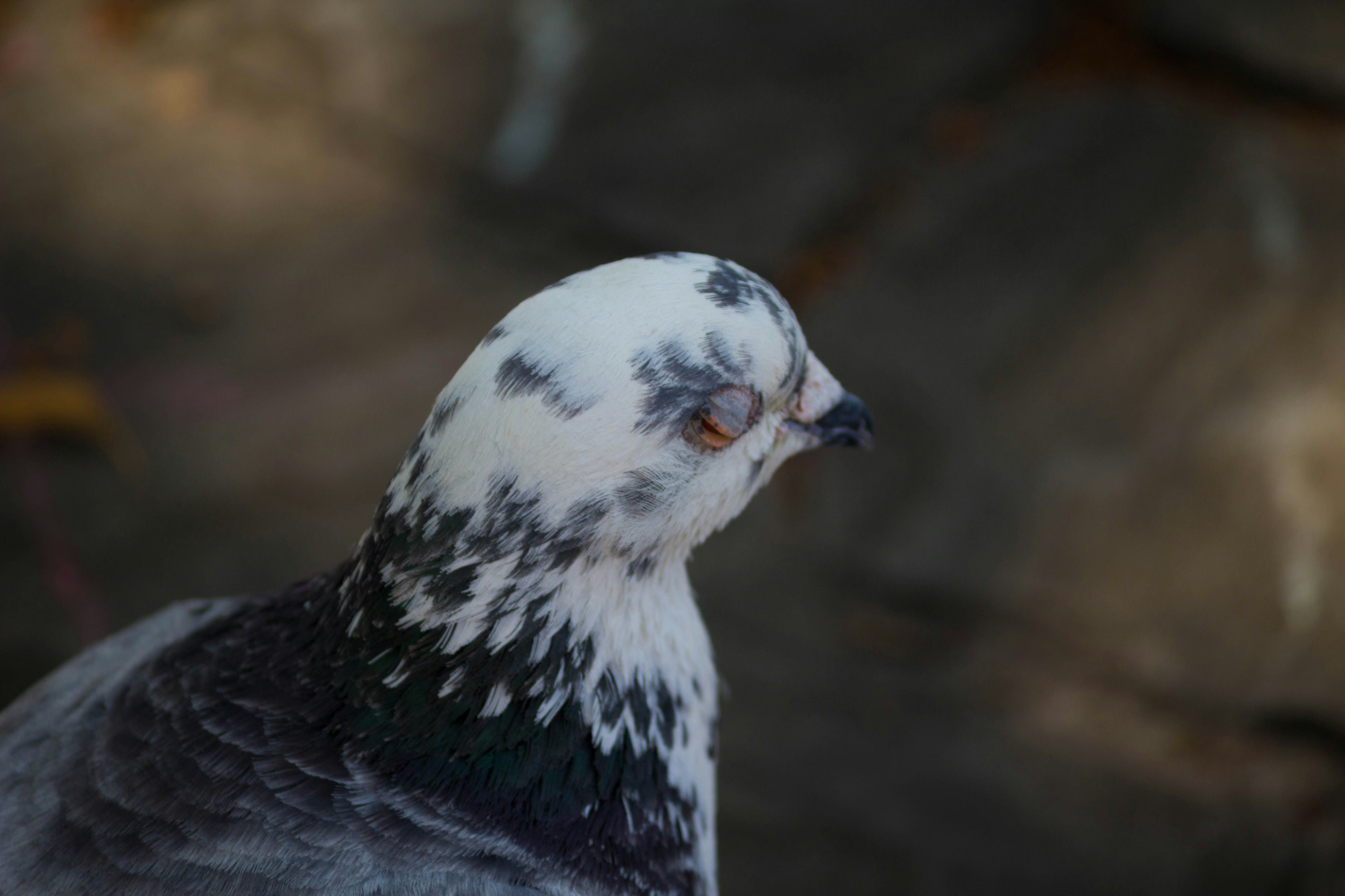 Close-up of a pigeon with distinctive markings, showcasing its serene expression against a blurred background.