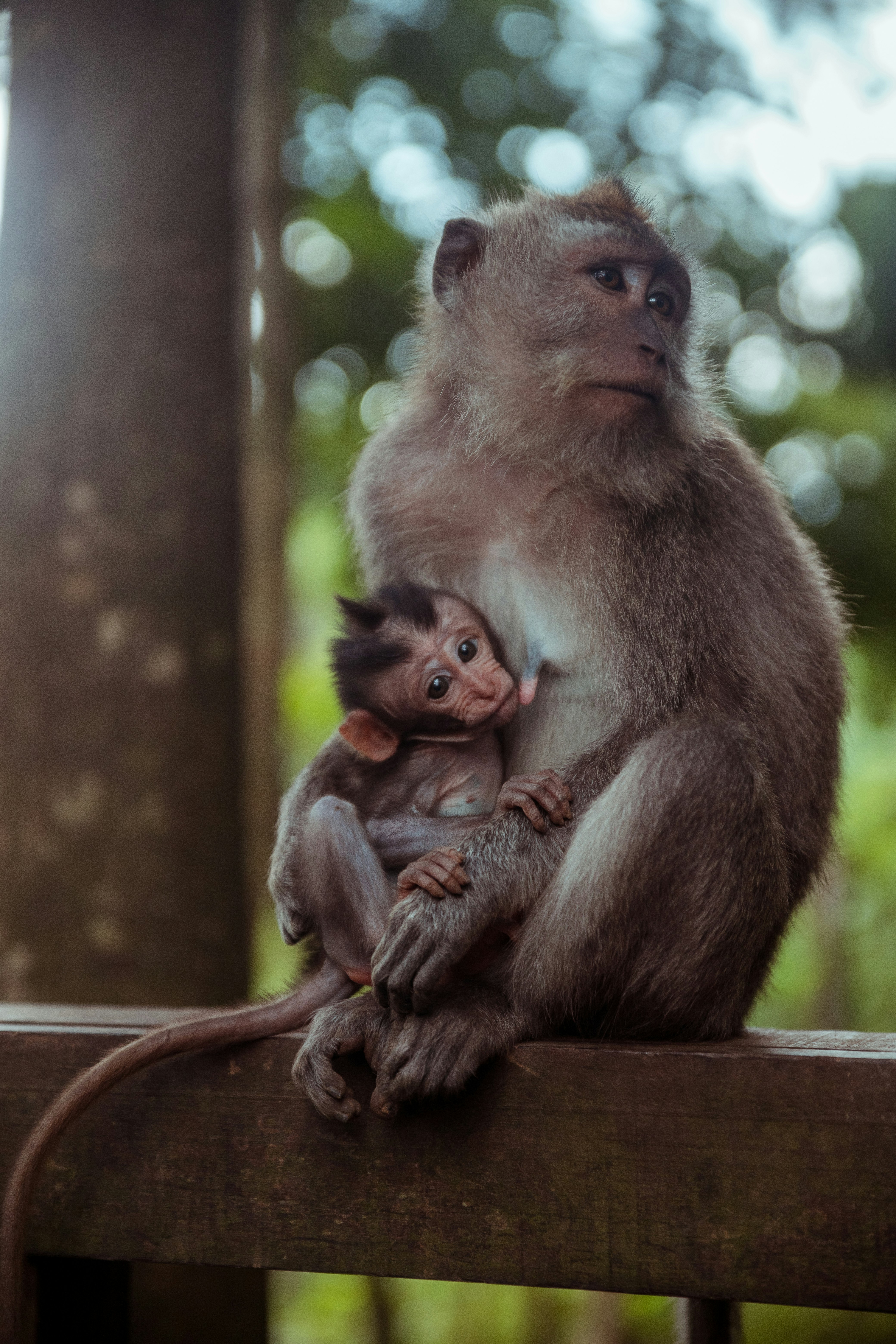 A mother monkey cradles her infant, showcasing their bond against a blurred natural backdrop. The scene captures the essence of maternal care.