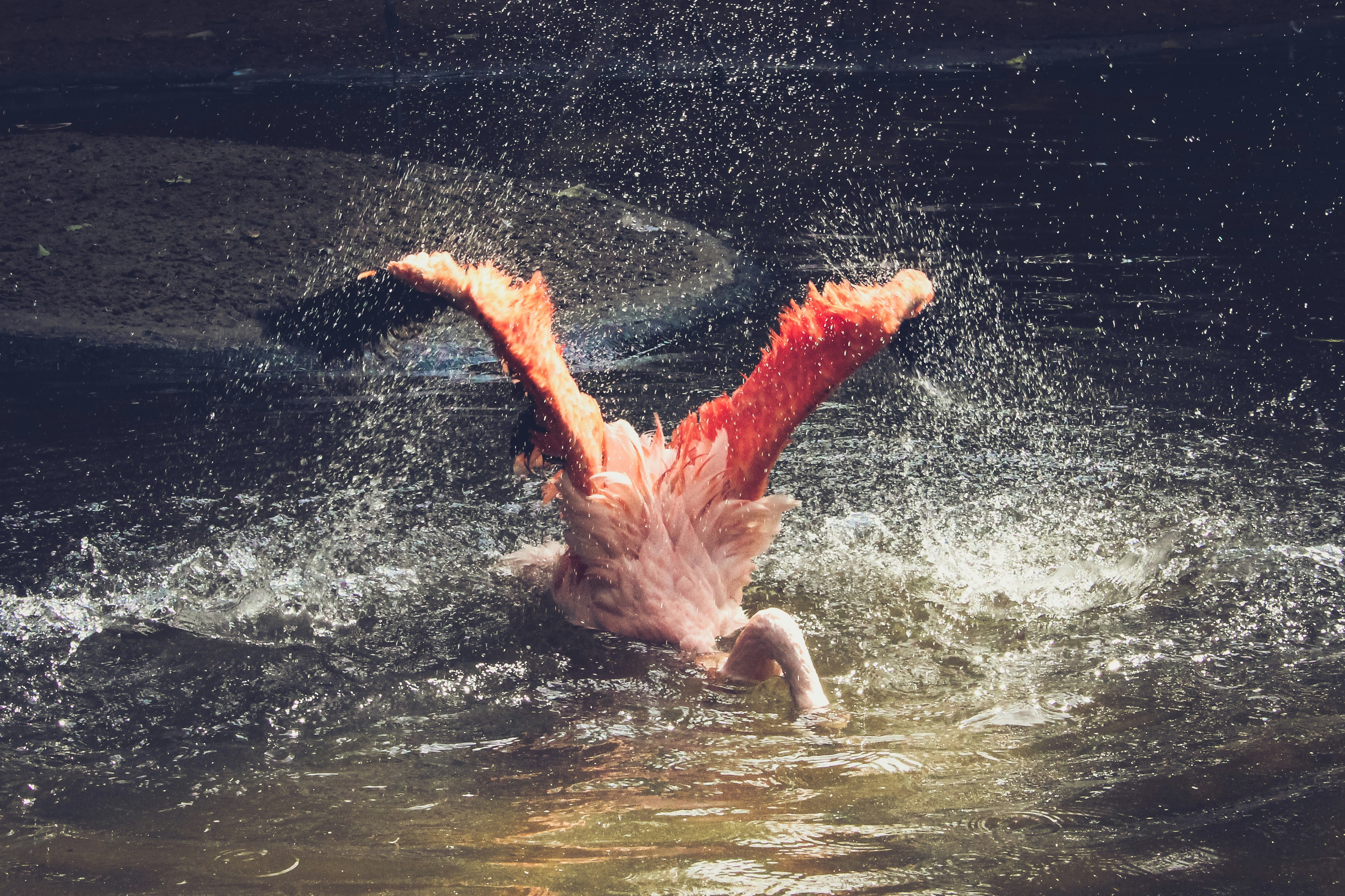 Las diversas especies de flamencos son todas de diferente tono rosa. Desde el más claro europeo hasta los chillones fucsia de California. Pero los flamencos nacen con un brillante color blanco. No es hasta unos meses después que estos animales adquieren el tono. Un tono nada común entre los animales, por cierto. El secreto está en los carotenoides, pigmentos anaranjados y rojos, que obtienen de la dieta de pequeños crustáceos que devoran entre los limos. Estos pigmentos, comunes en los artrópodos marinos, son disueltos en las grasas y asimilados para incluirlos en las plumas.