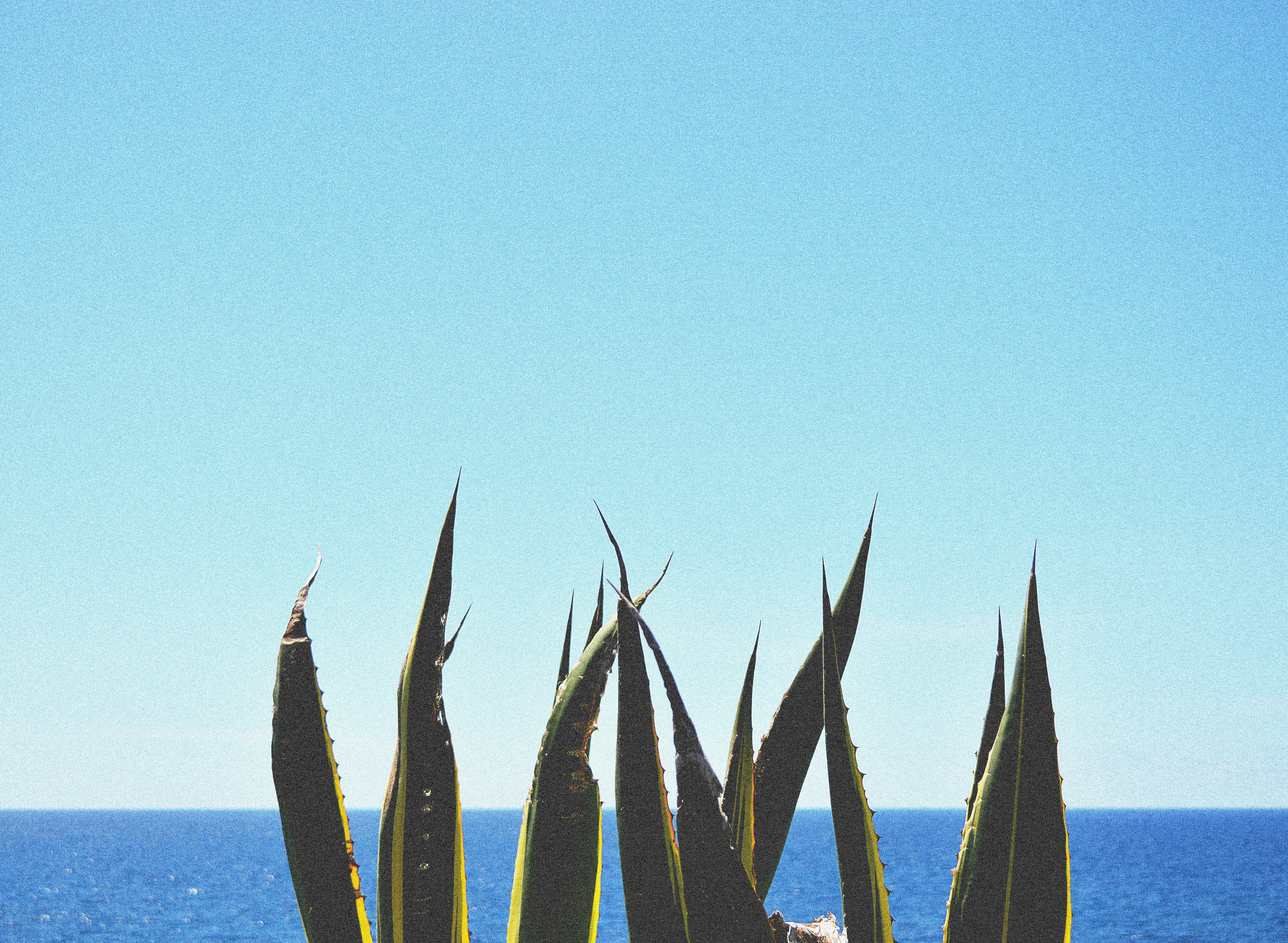 Agave Fronds Framing a Calm Sea Horizon