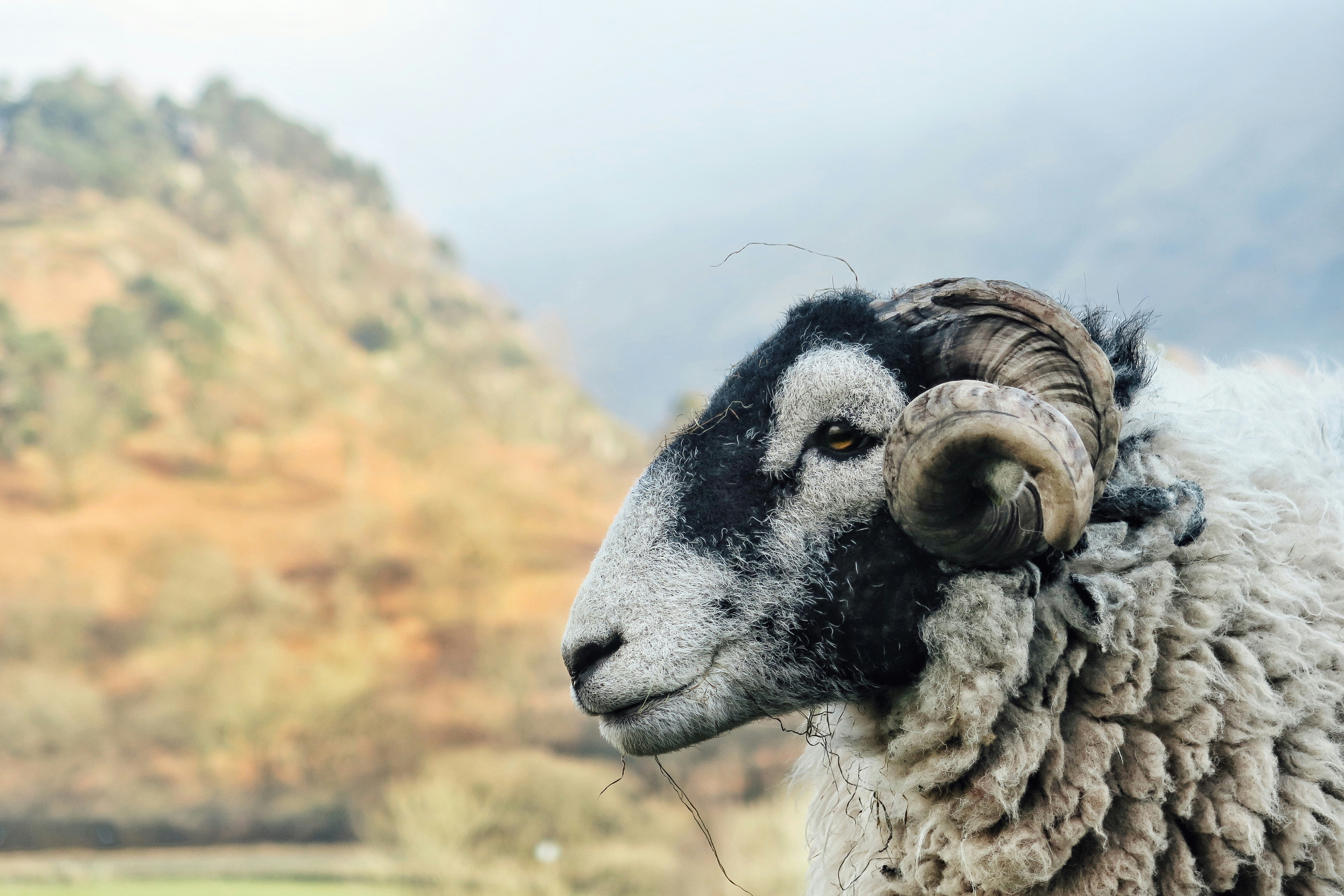 Gnarled Horn, Quiet Horizon: A Ram Portrait in Valleys Mist