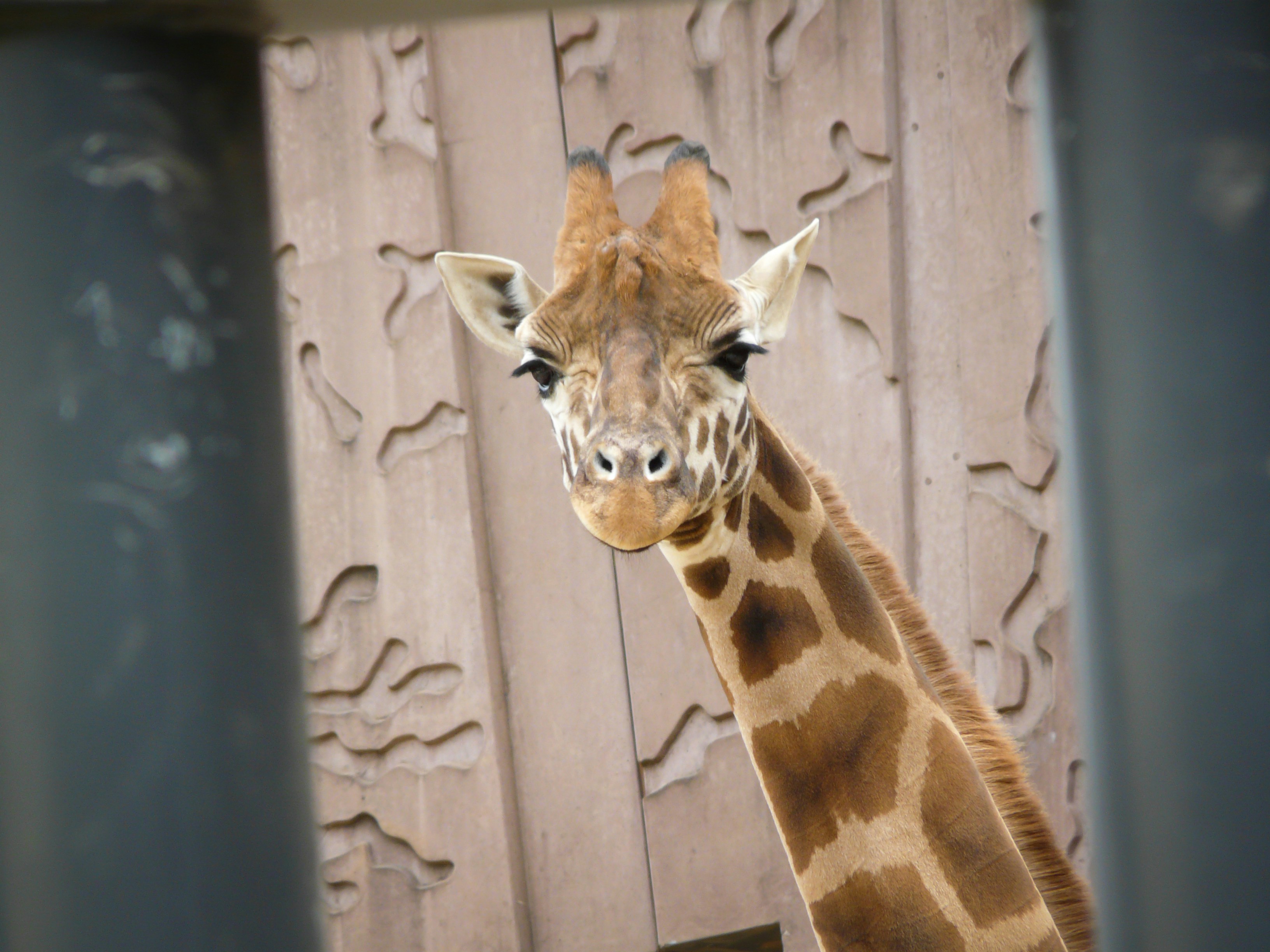 Giraffe Gaze Through the Fence: A Zoo Enclosure Portrait