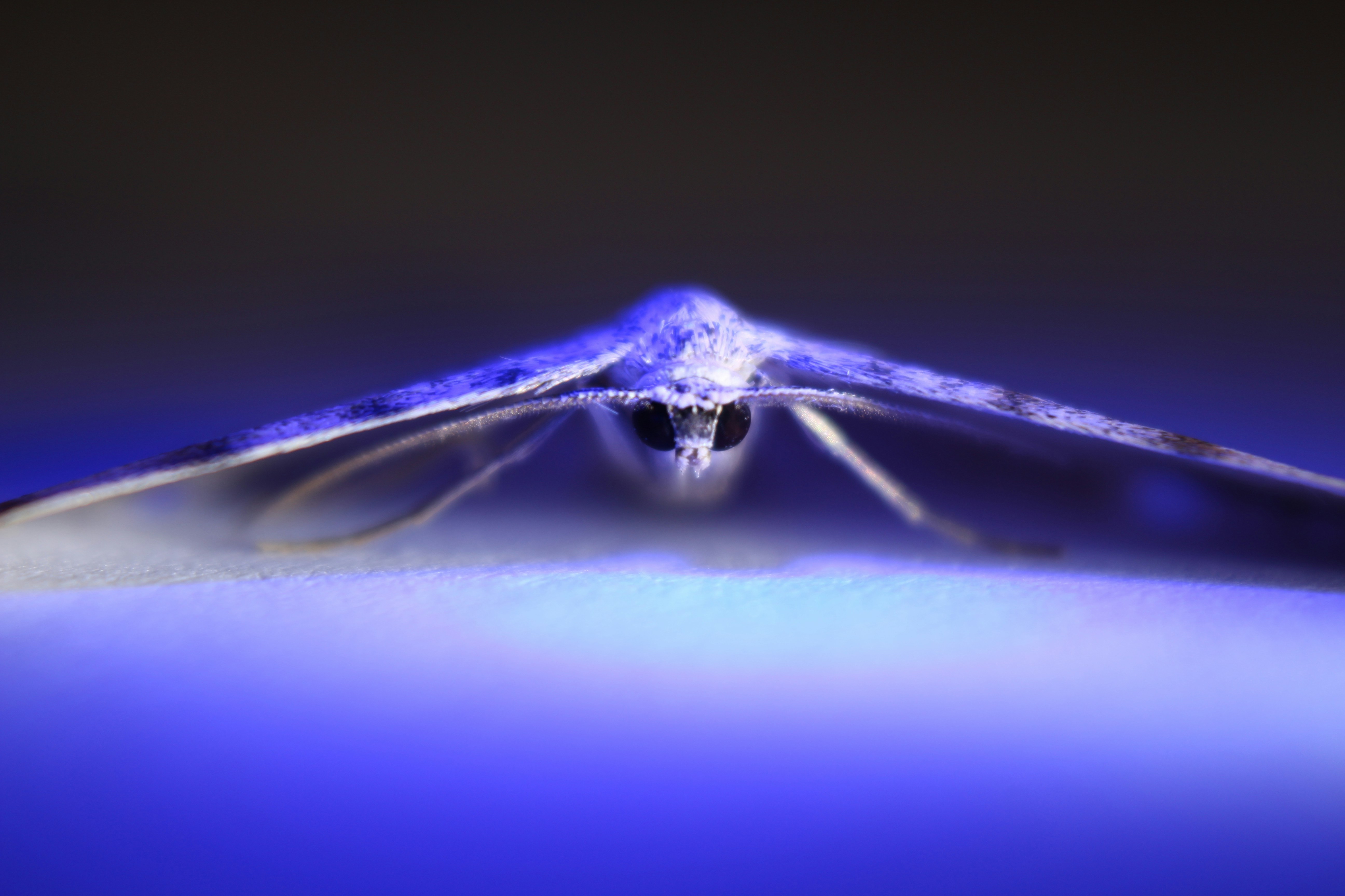 Blue Veil Macro: A Moth's Head Emerges from a Neon Gradient