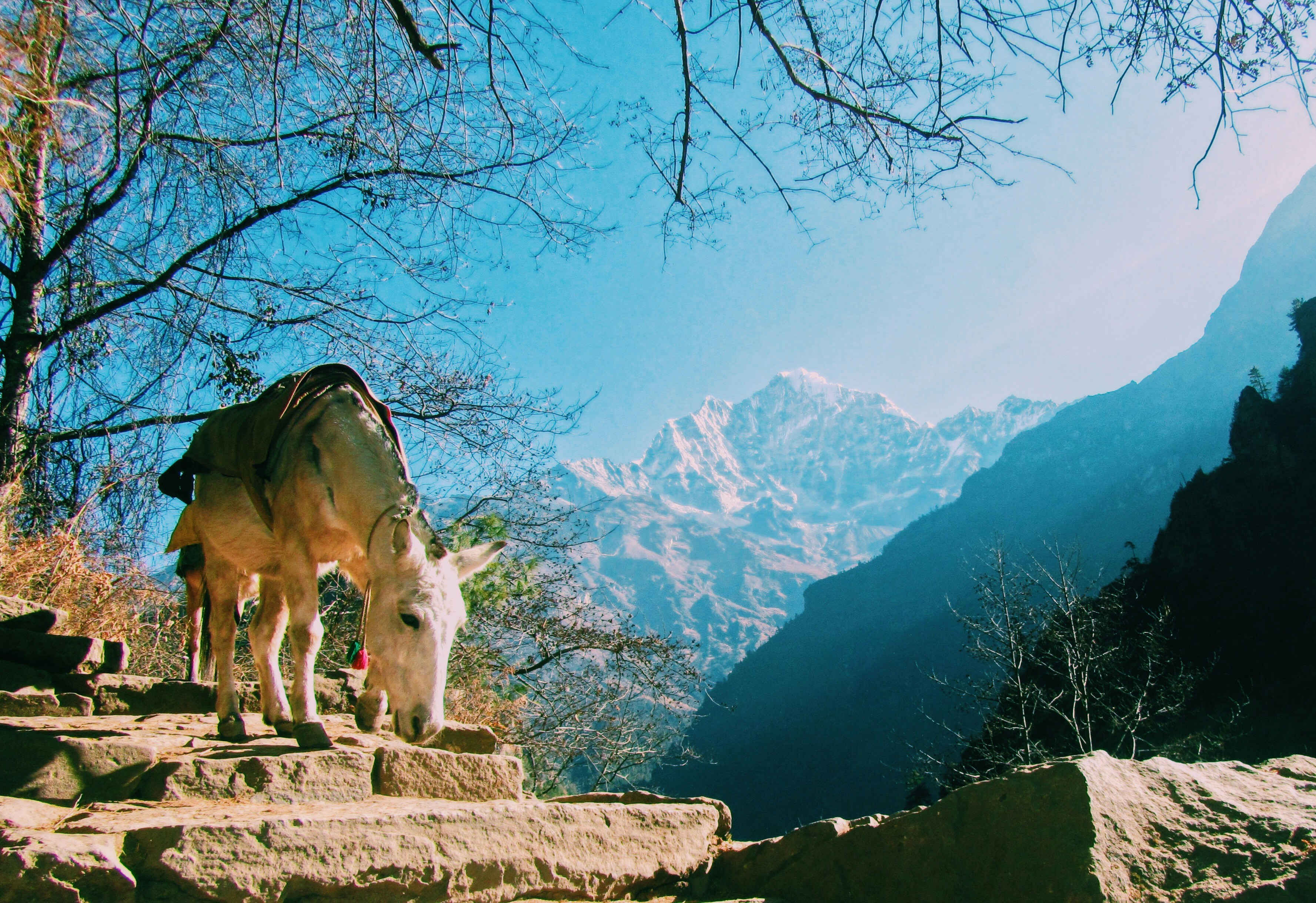 Goat on sunlit stone steps with alpine backdrop