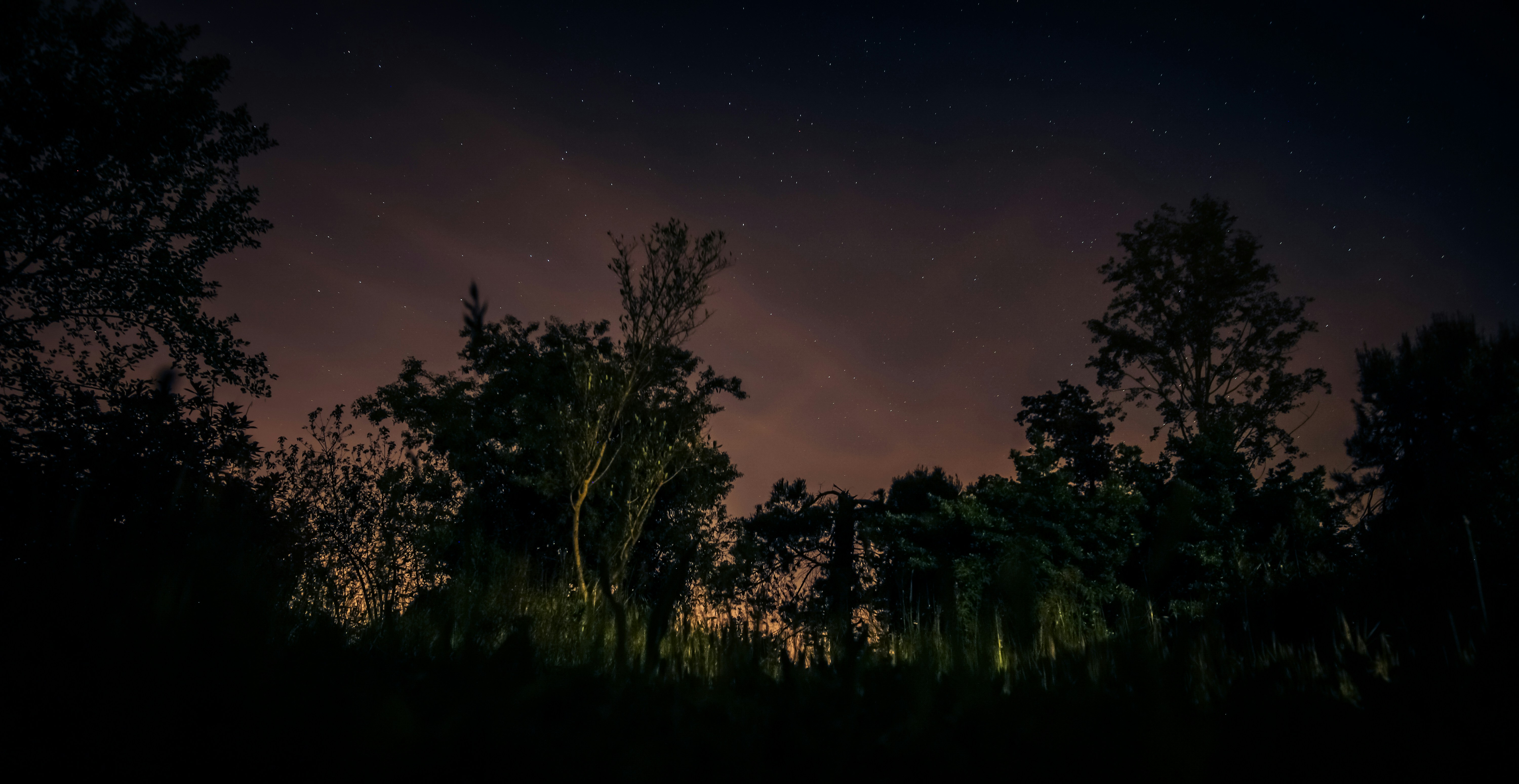 Silhouetted Woodland Under a Starry Lavender Night with a Subtle Horizon Glow