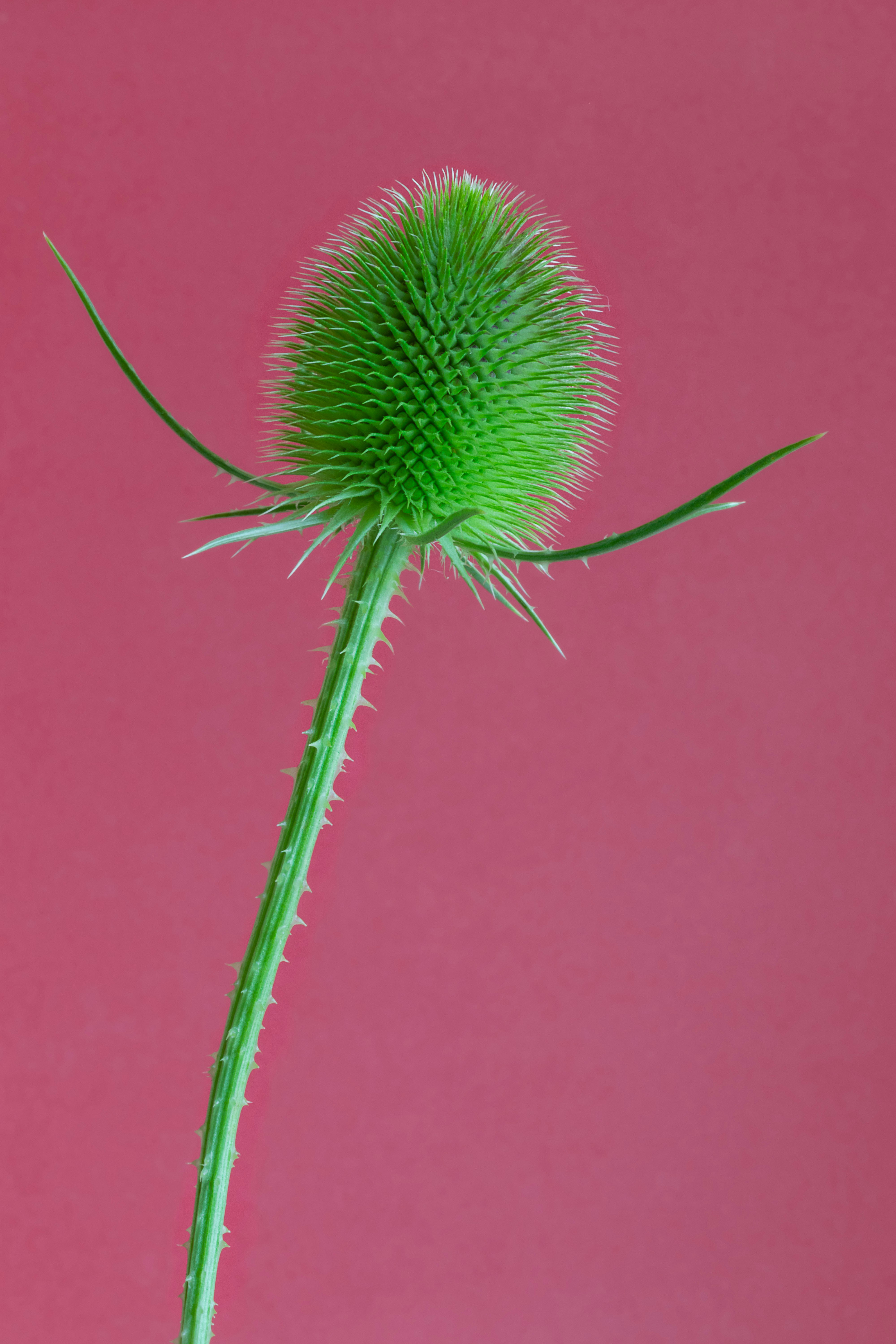 Emerald Crown: Neon Green Seed Head Against a Blush Pink Backdrop