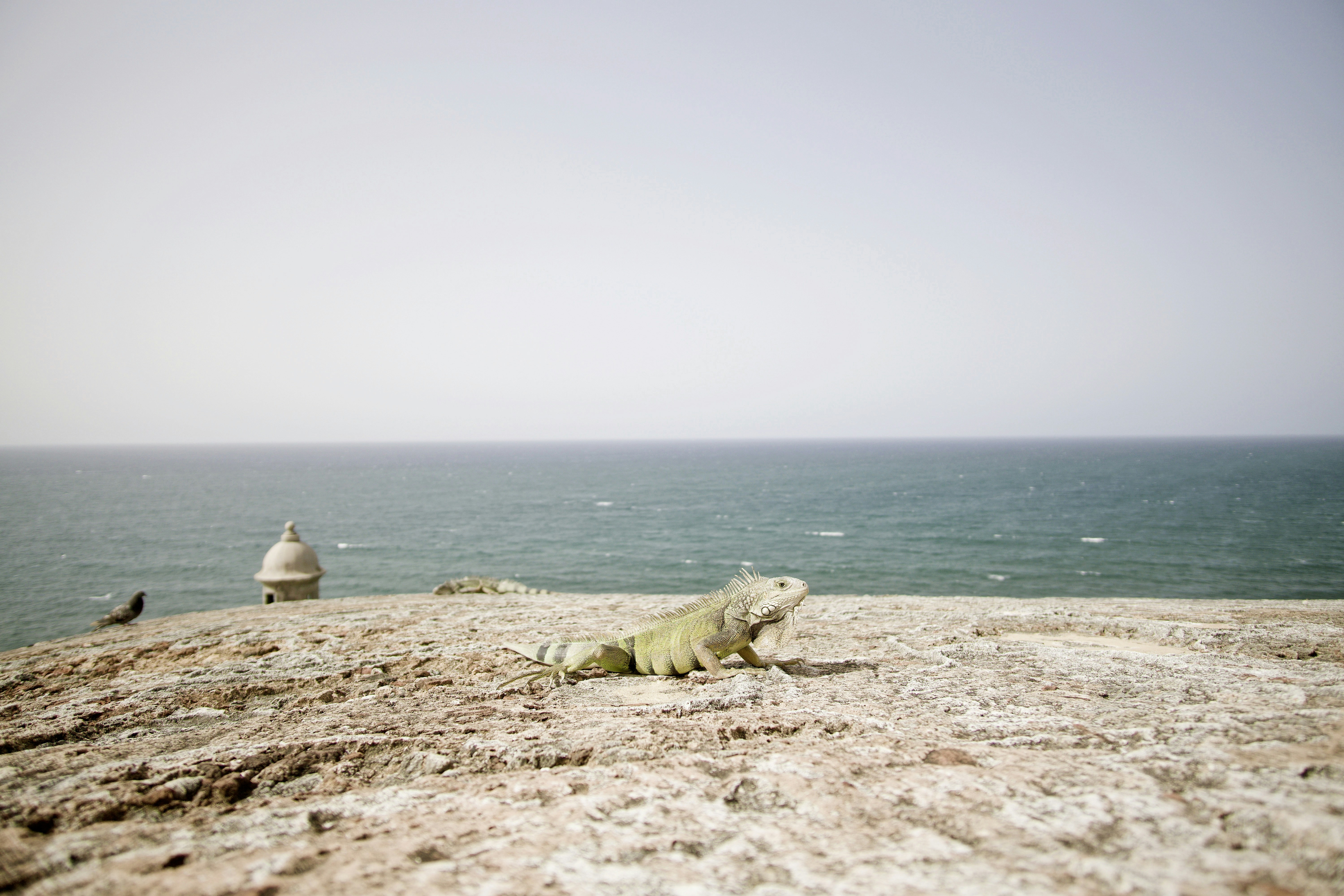 On the Edge: Lizard Basking on Sunlit Coastal Rock