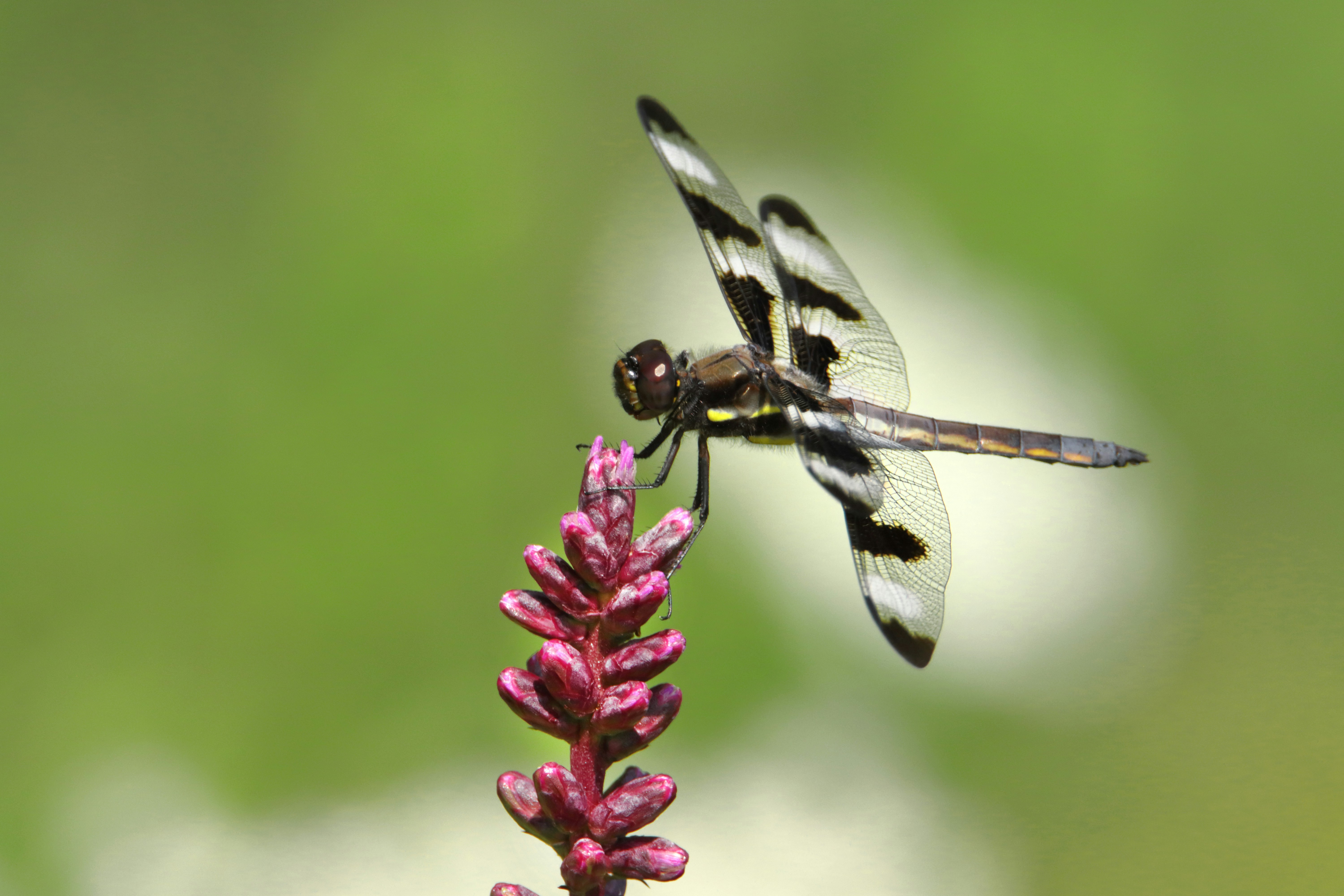 Gary Bendig (@kris_ricepees) | Unsplash Photo Community