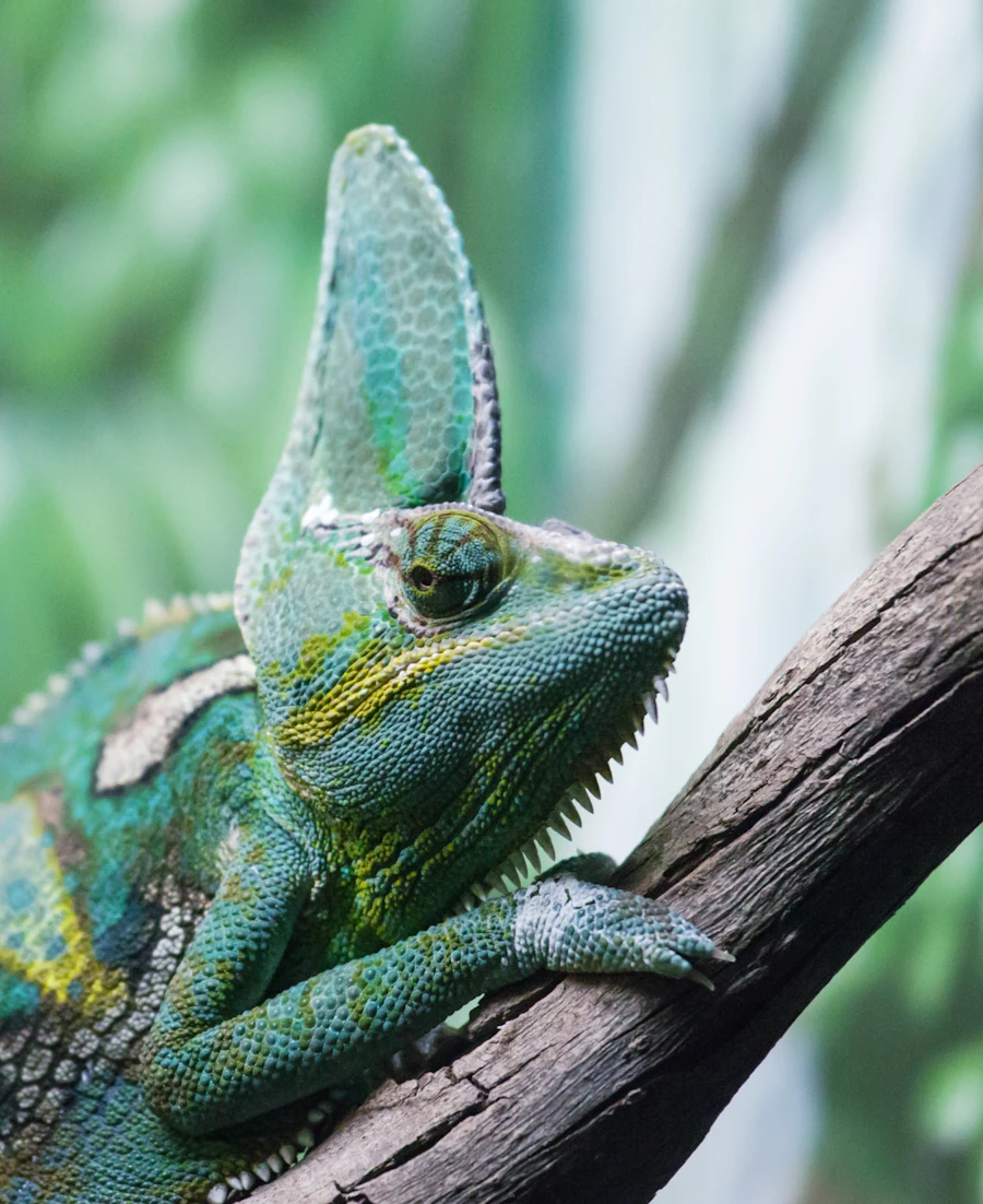Green veiled chameleon with a tall casque clings to a diagonal branch against a soft blurred background.
