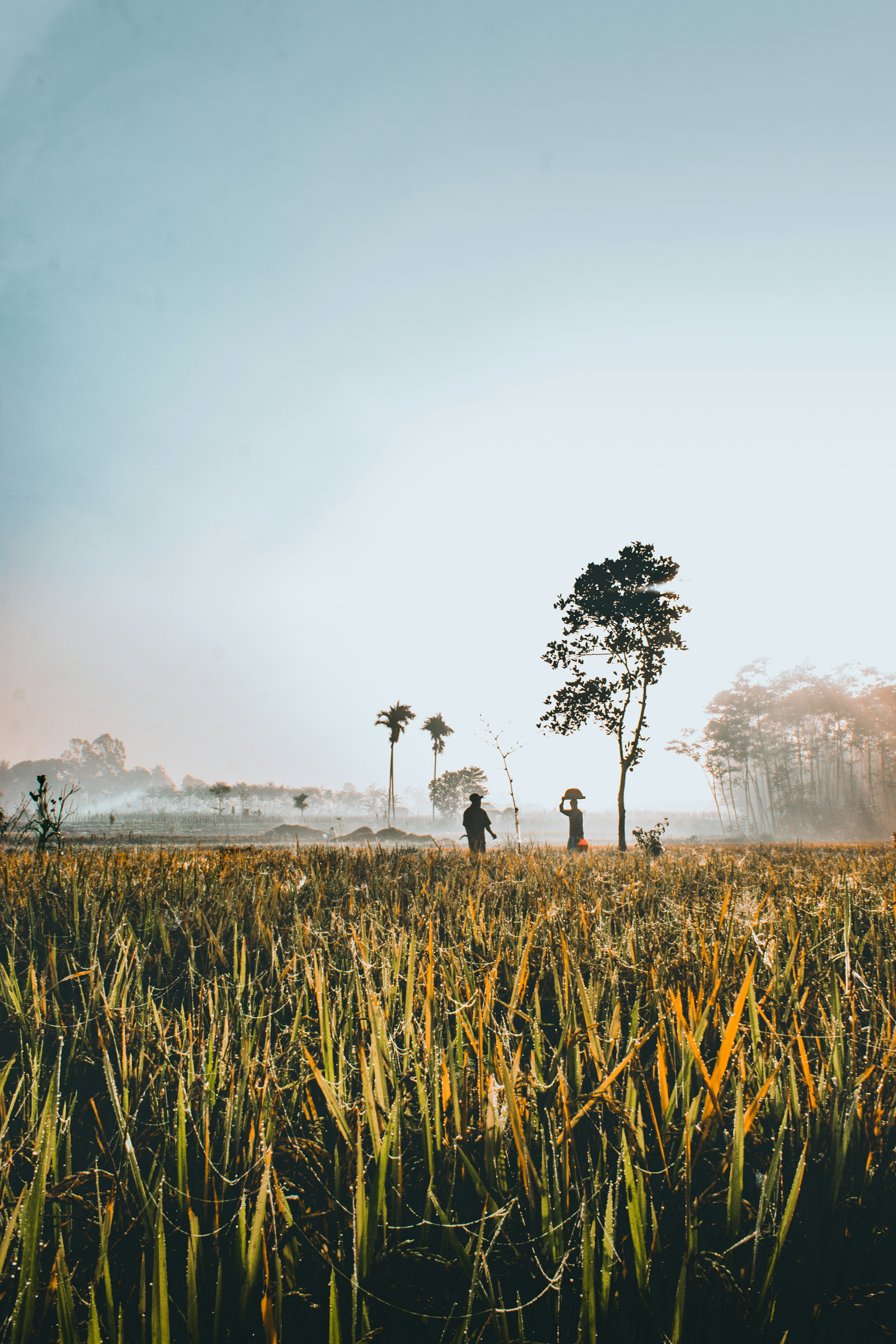 Silhouetted figures walking through a misty rice field at dawn, framed by a solitary tree and distant palms. The soft light casts an ethereal glow over the landscape.