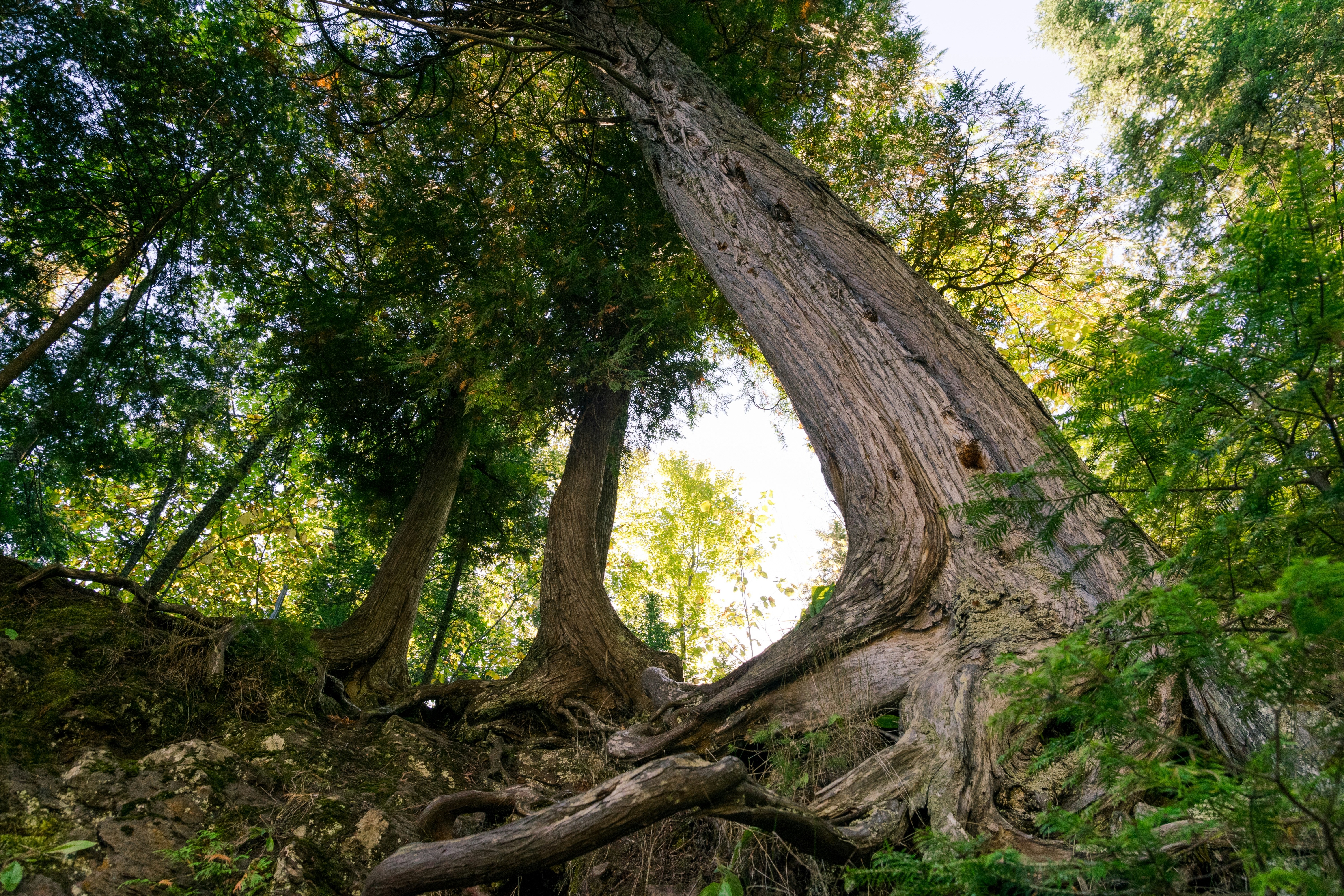 Worms eyeview of green trees photo – Free Upper peninsula of michigan ...