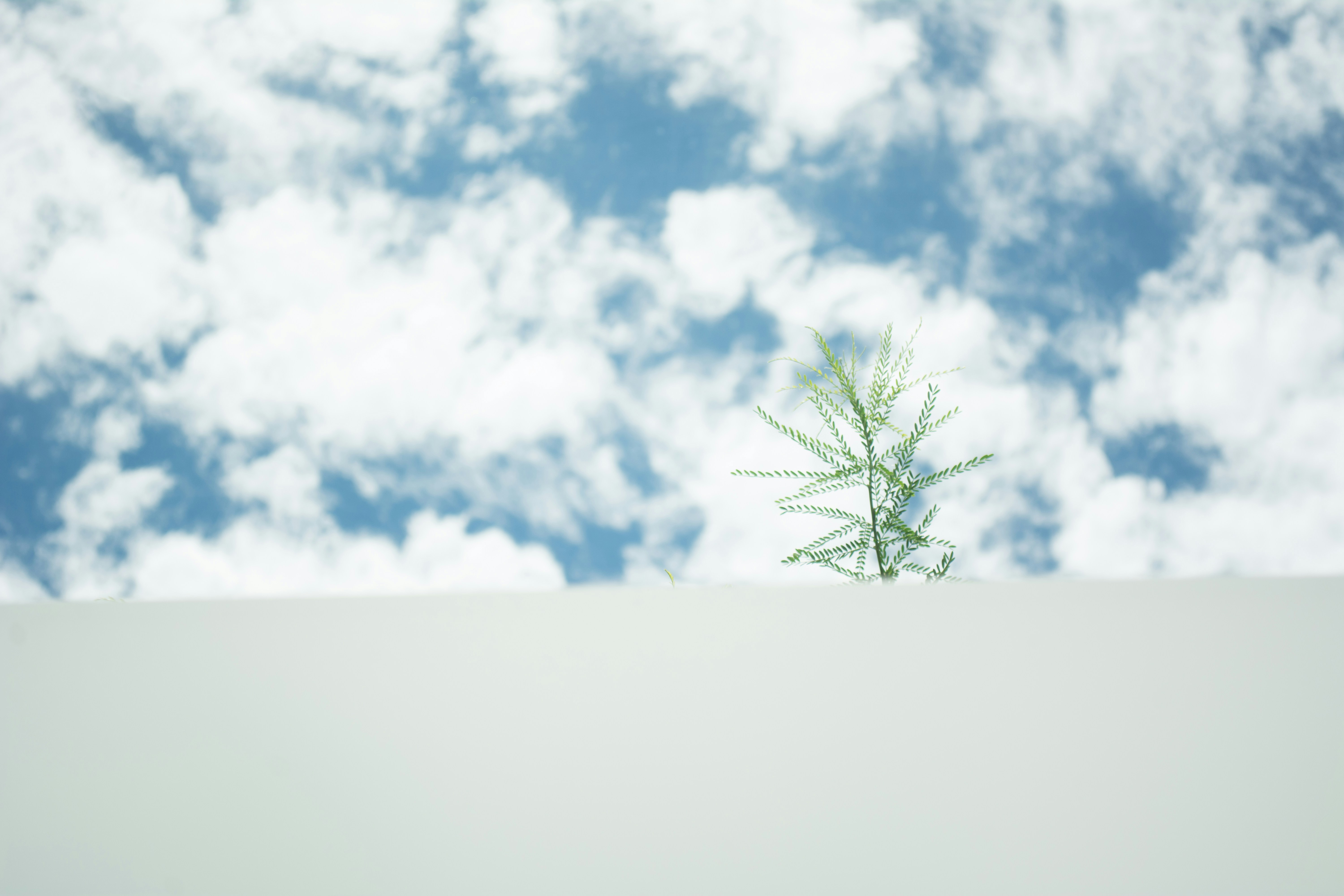 Deserted rooftop sprig against a canvas of sky
