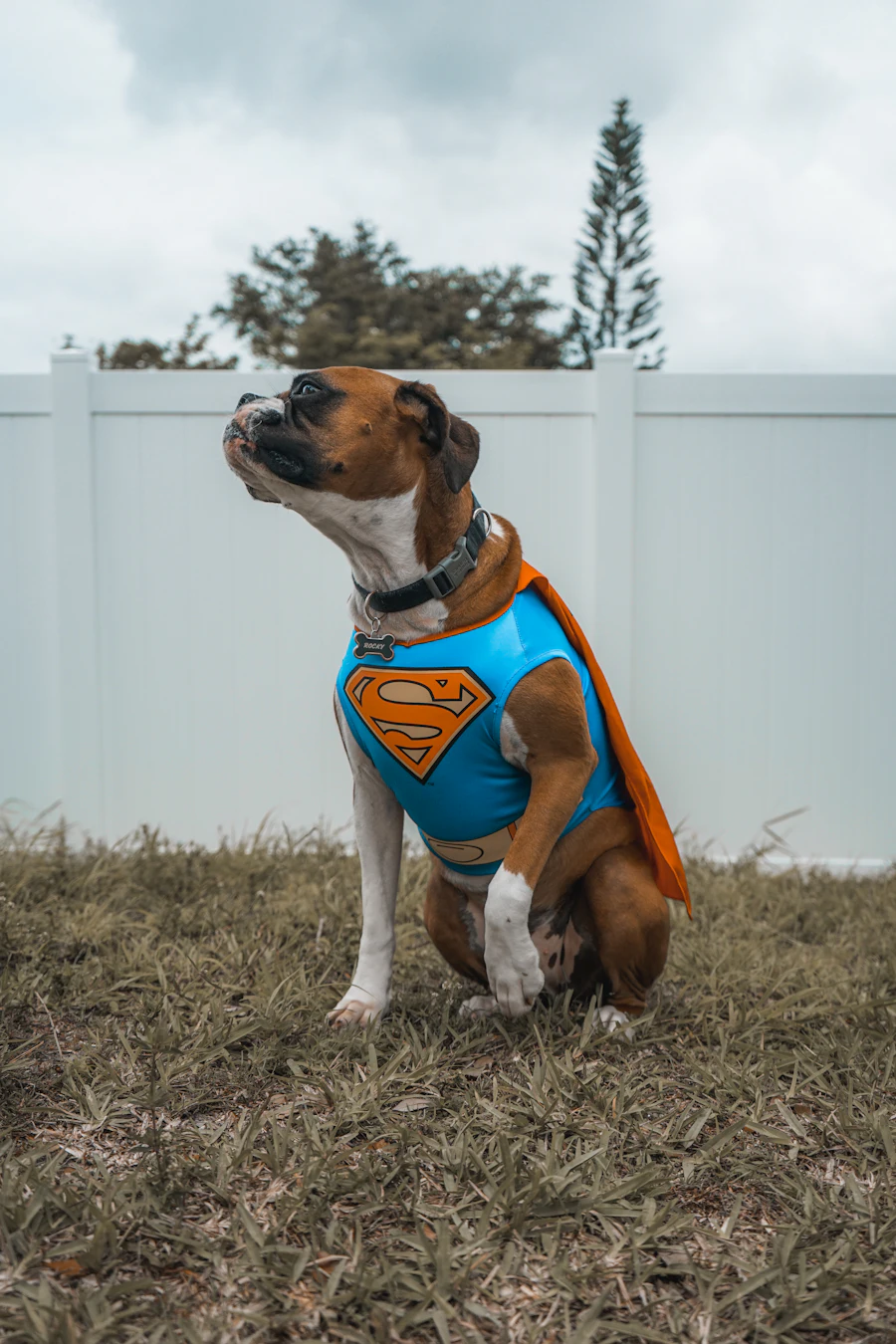 A boxer wearing a bright blue Superman costume sits on grass in front of a white fence, looking upward. Cloudy sky and trees fill the background.