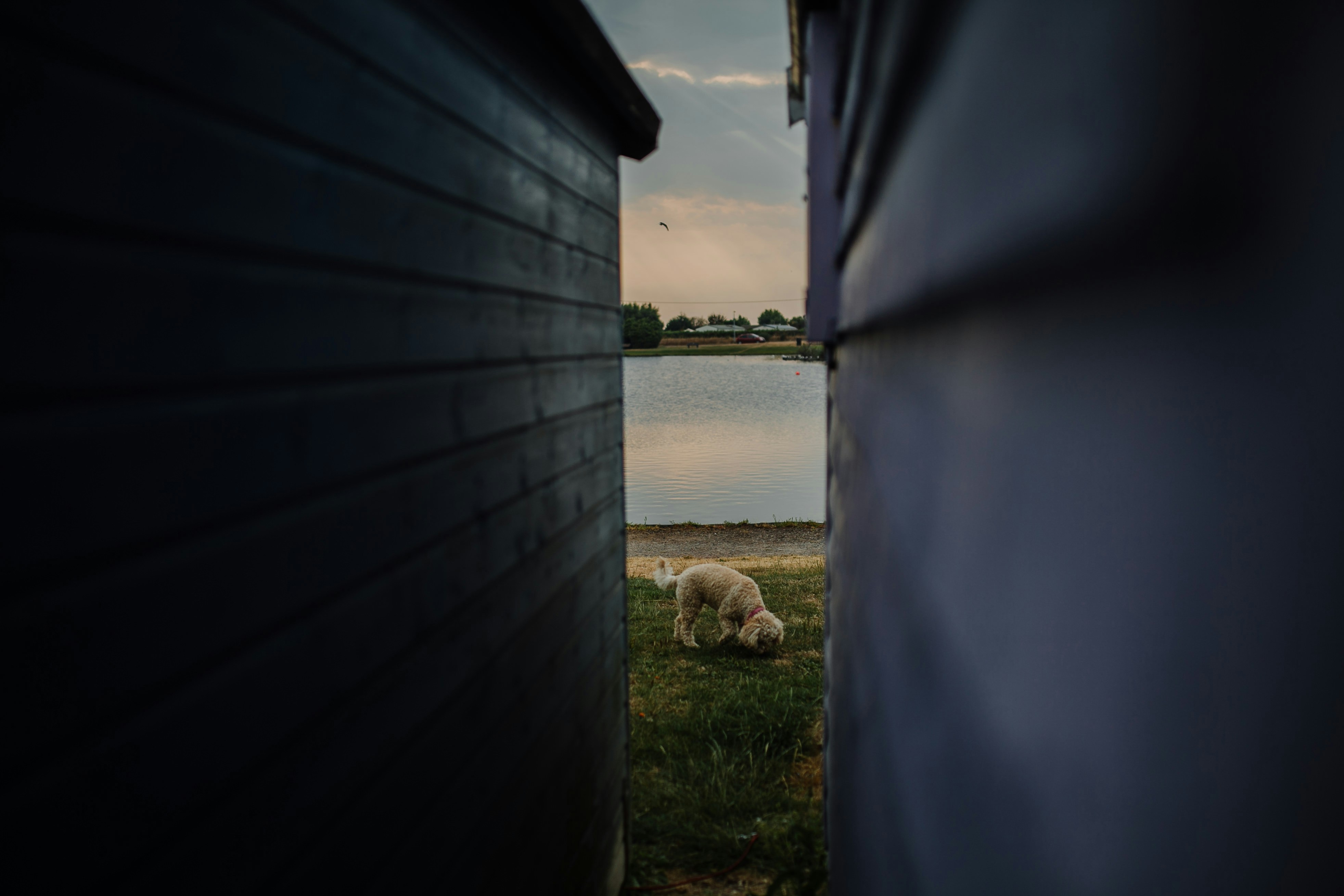 Between the Sheds: A Quiet Moment by the Water’s Edge