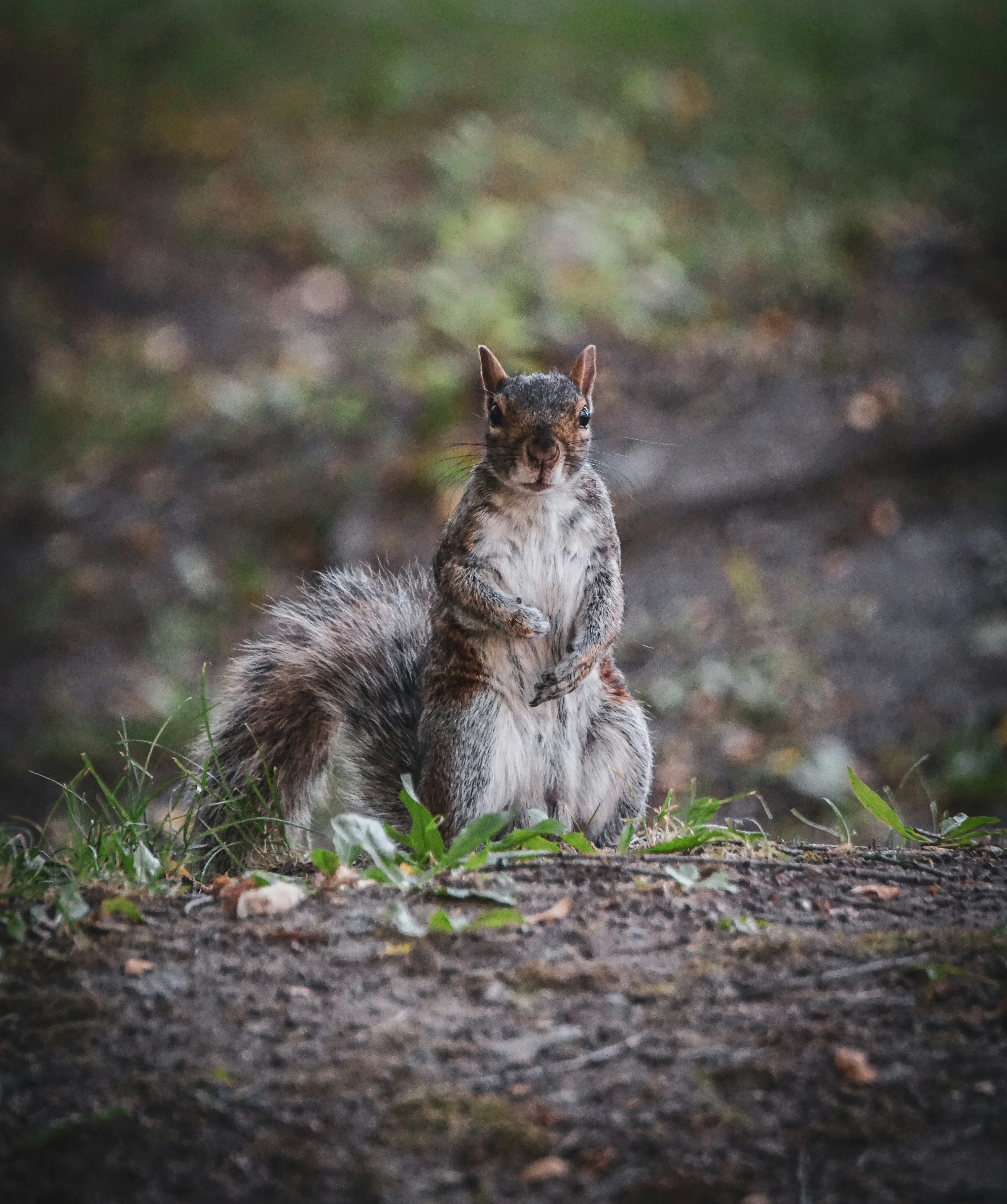 The Squirrel looks in the Camera