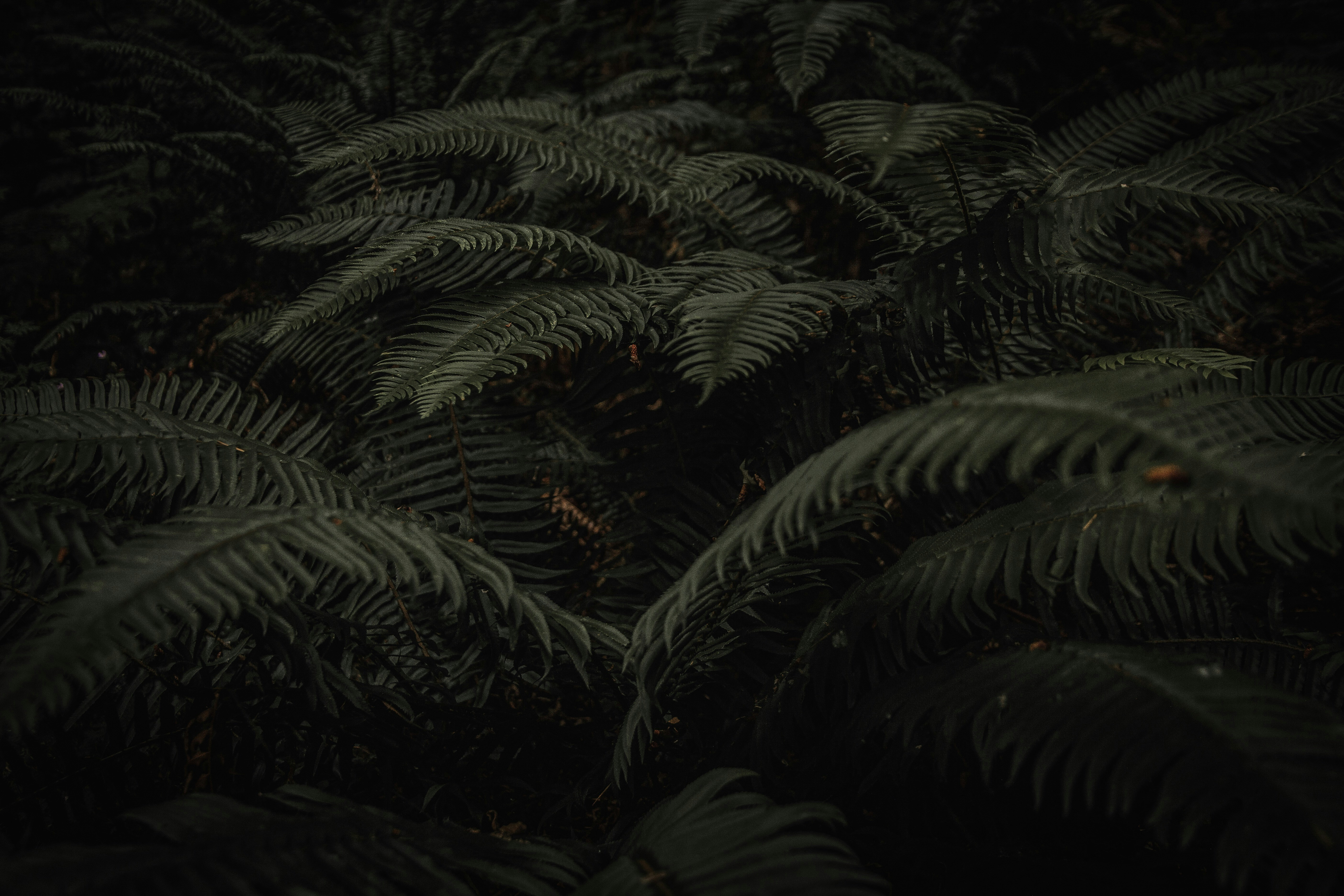 Lush ferns intertwine in a dense, shadowy undergrowth, creating a serene yet mysterious atmosphere.
