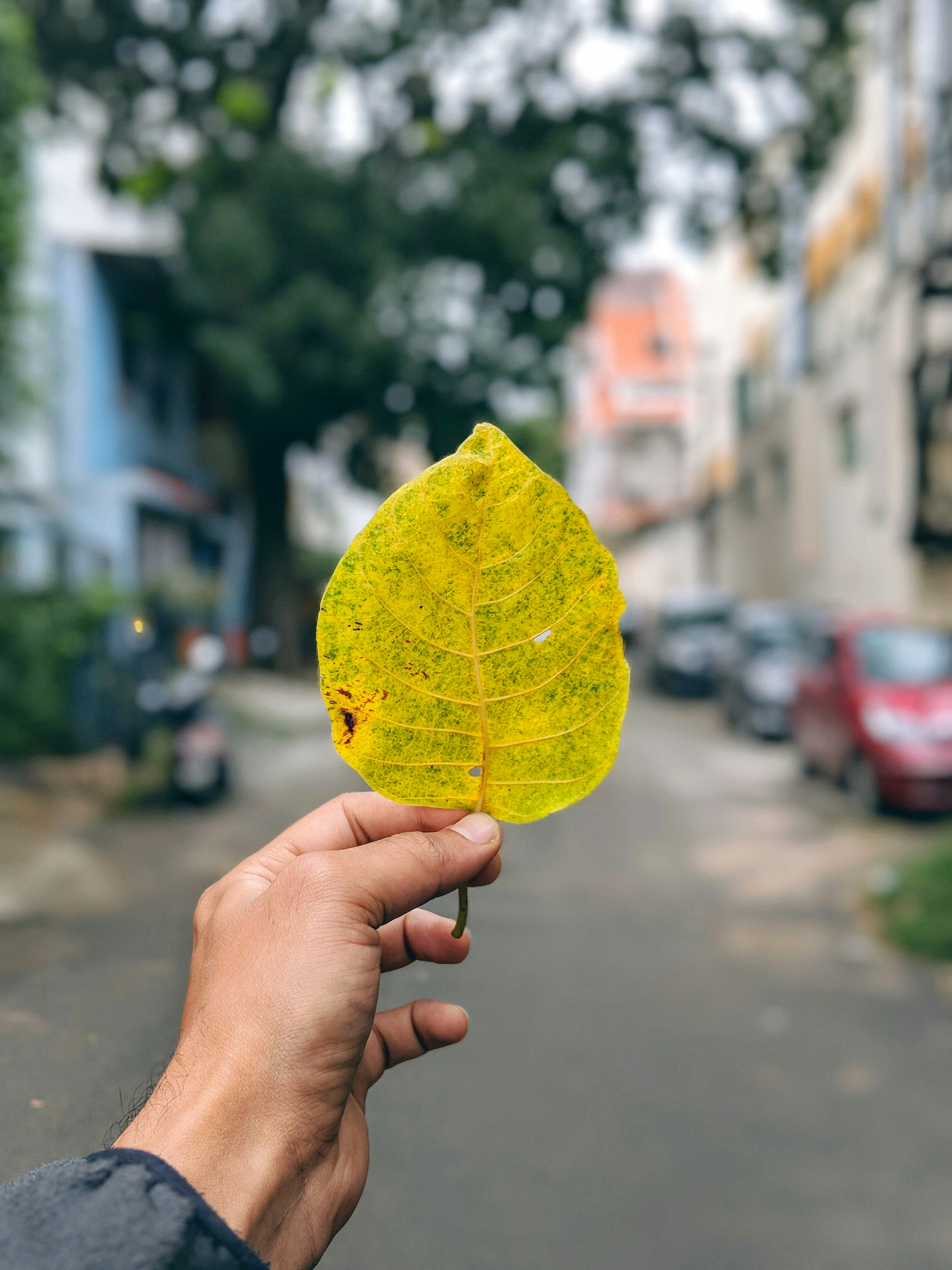 Urban Leaf in Focus: A Yellow Highlight Against a City Blur