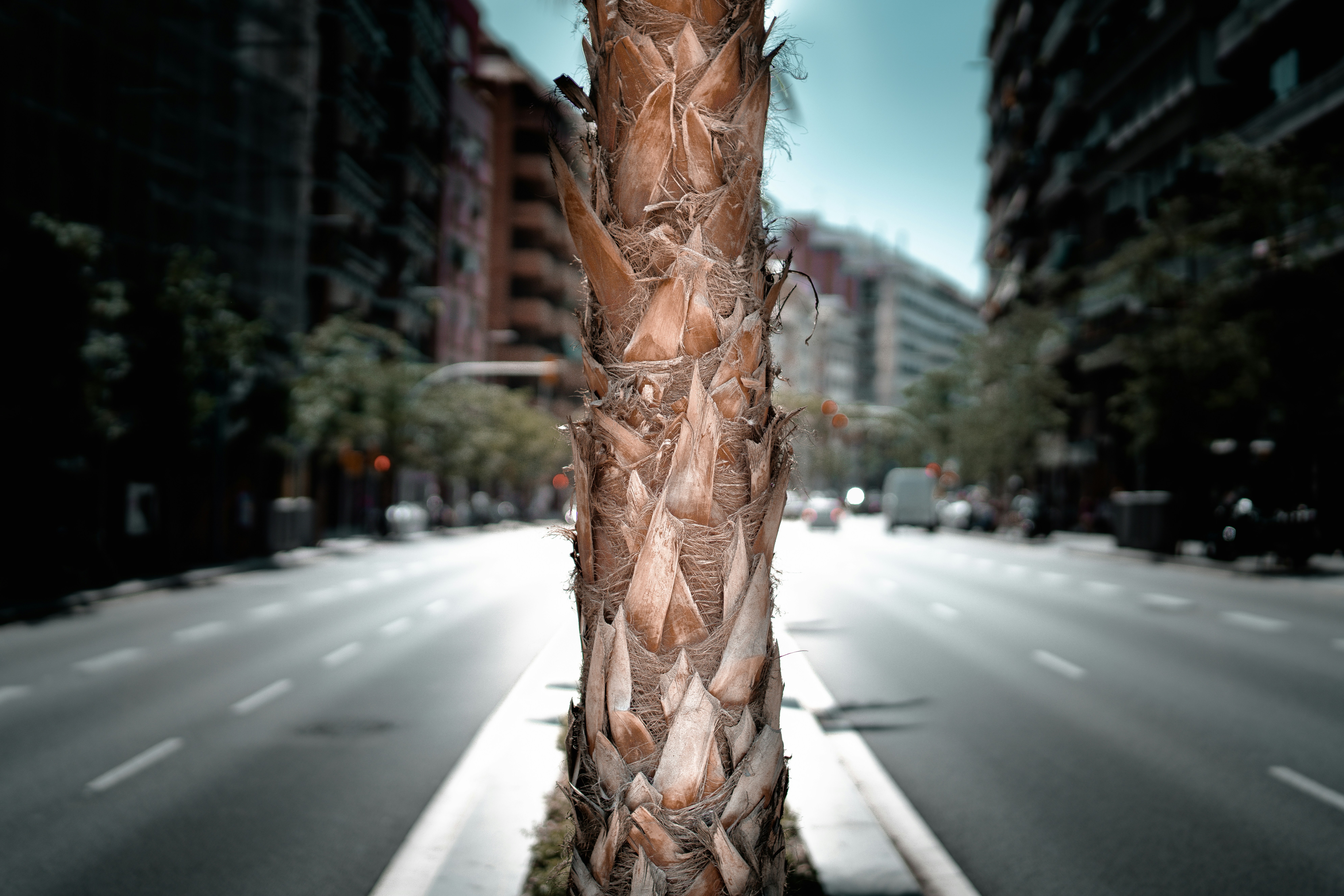 Close-up of a palm tree trunk with intricate textures, set against a blurred urban street backdrop. The scene highlights the contrast between nature and the city environment.