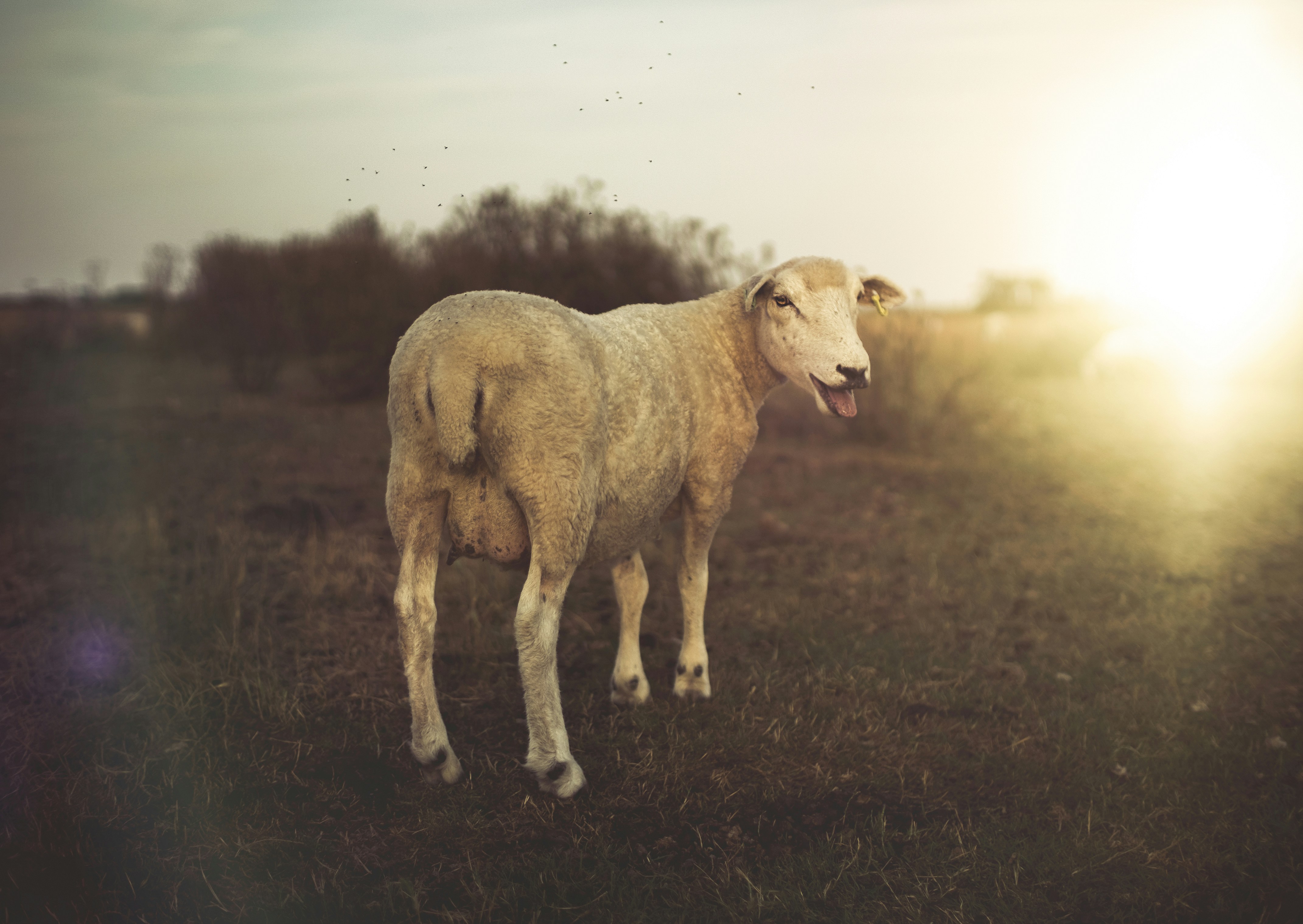 A sheep standing in a tranquil field, looking back with a playful expression against a soft, glowing background.