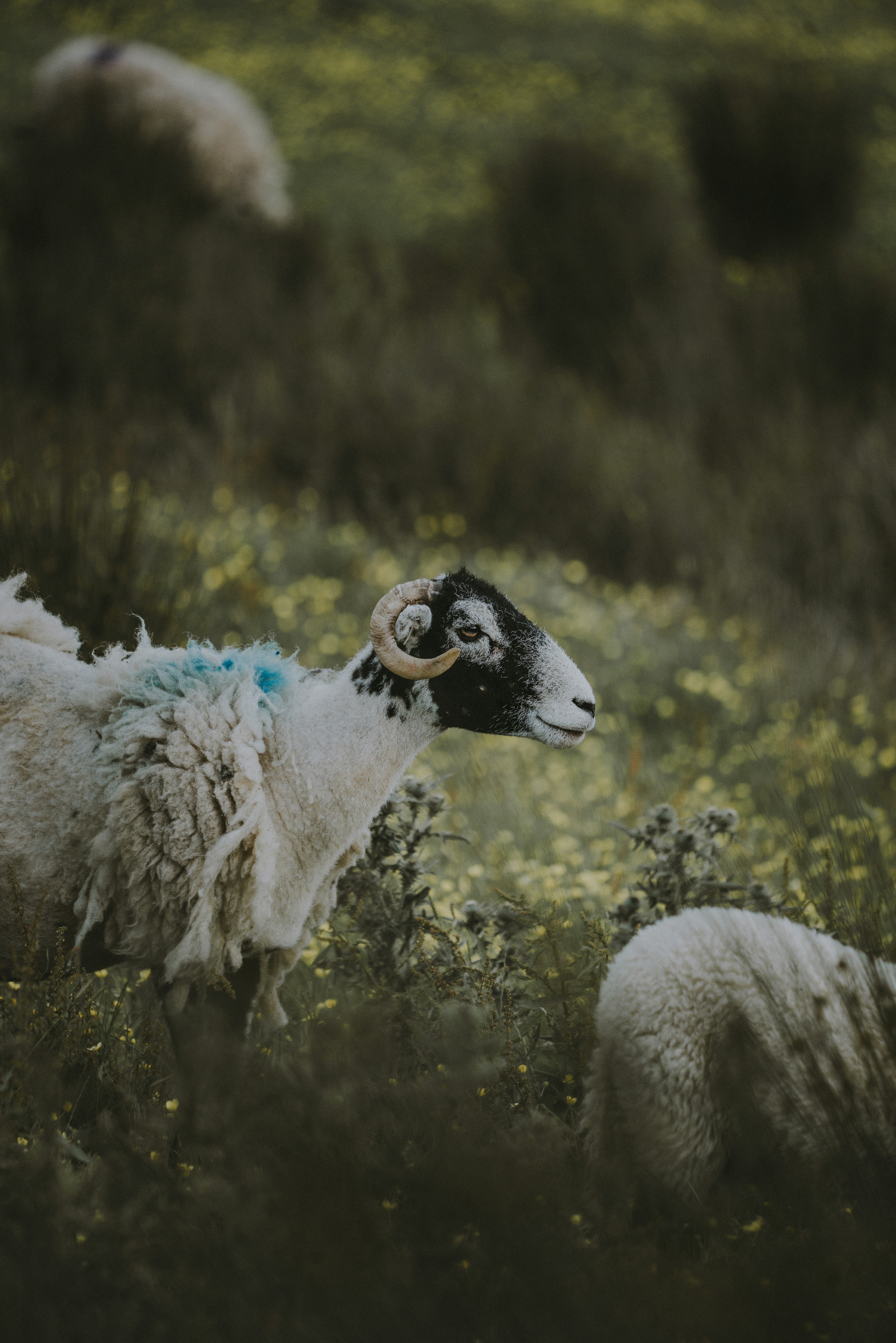 Shep Pictures | Download Free Images on Unsplash