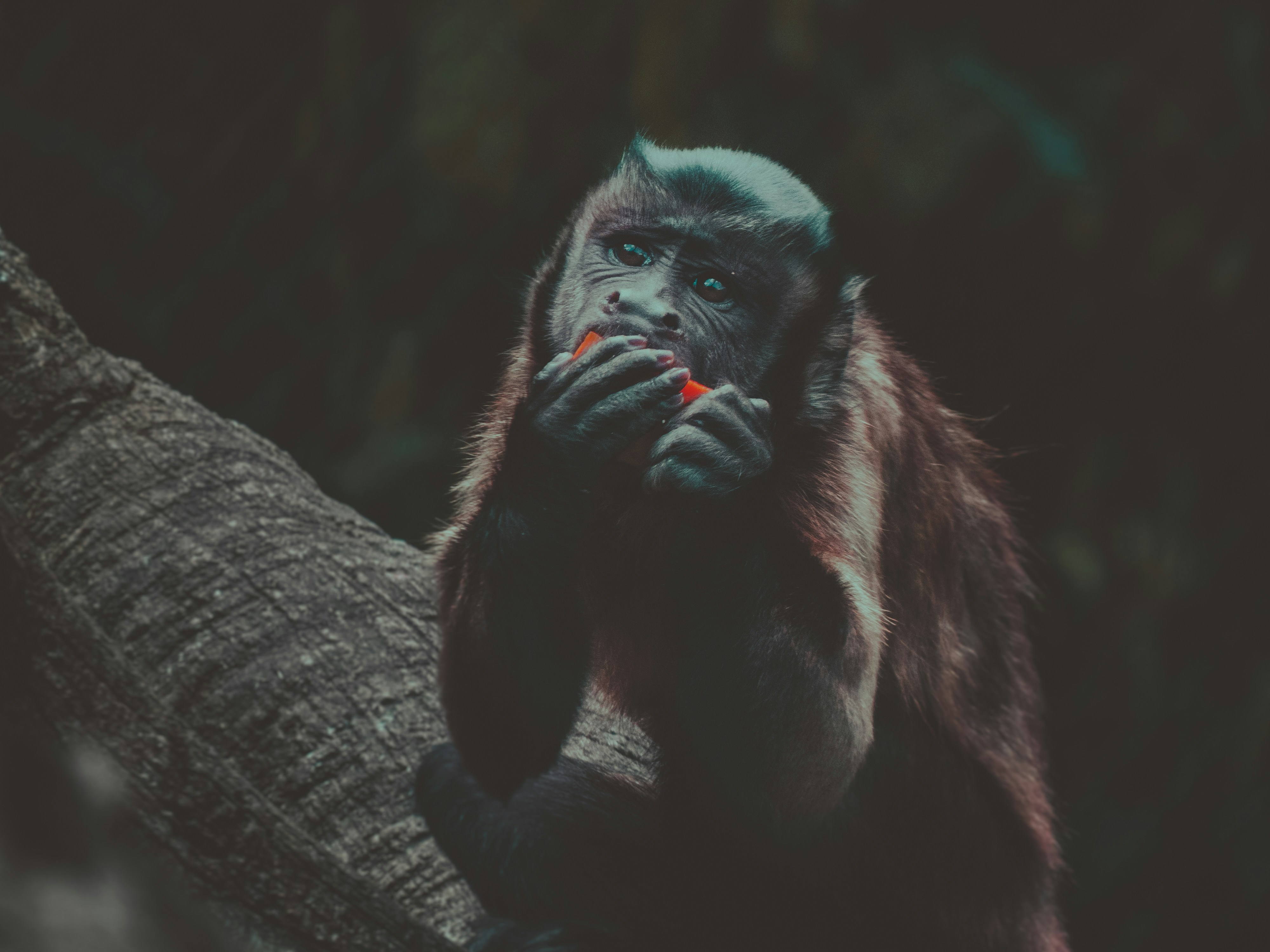 A monkey sitting on a tree branch, curiously holding food with its hands, showcasing a moment of introspection.