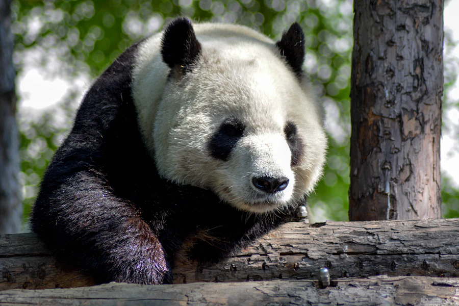 A giant panda leans over a fallen log with its face turned slightly downward, framed by trees and soft green foliage in the background.