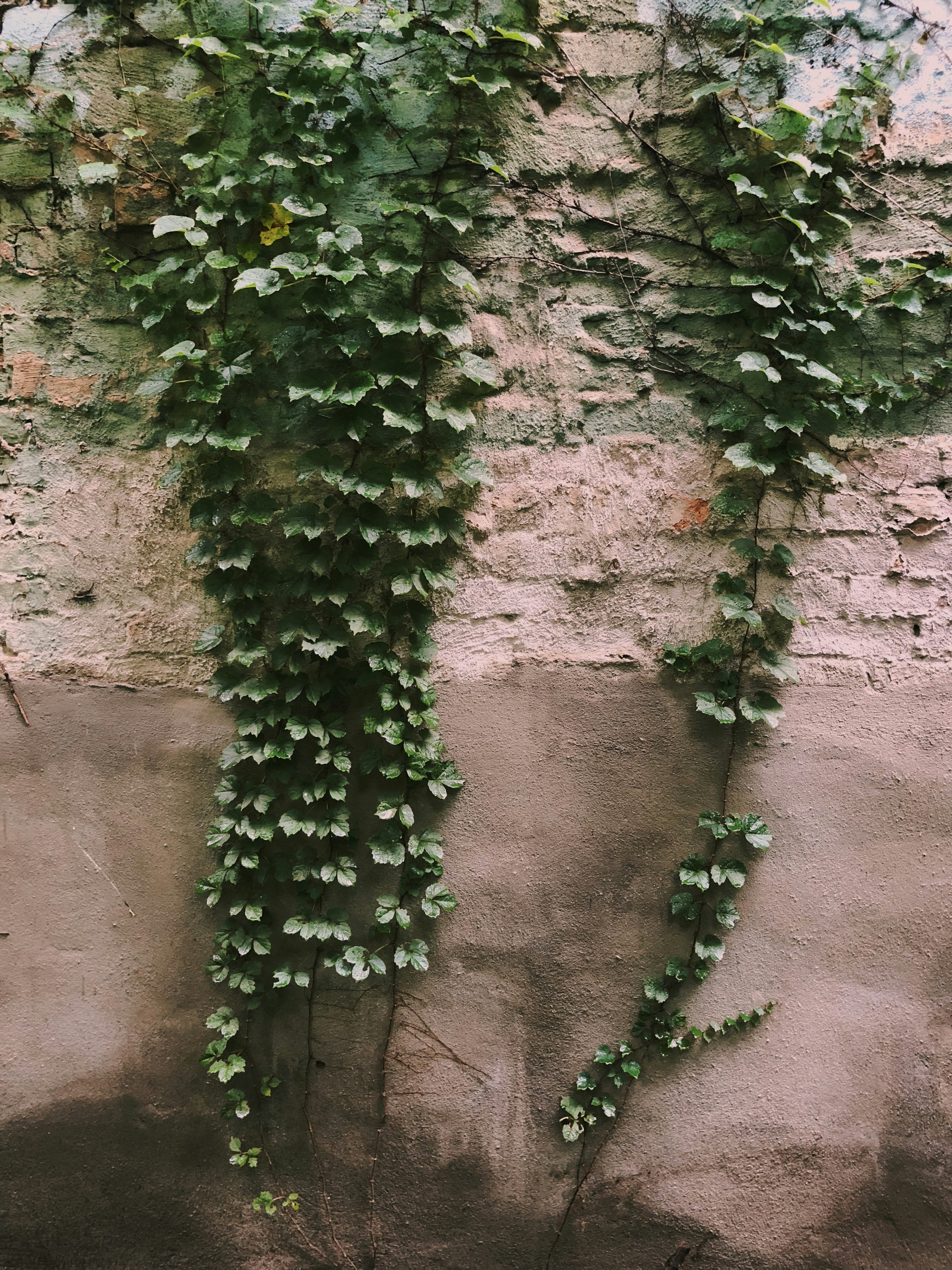 Vines gracefully climbing a textured wall, showcasing the contrast between nature and urban decay.