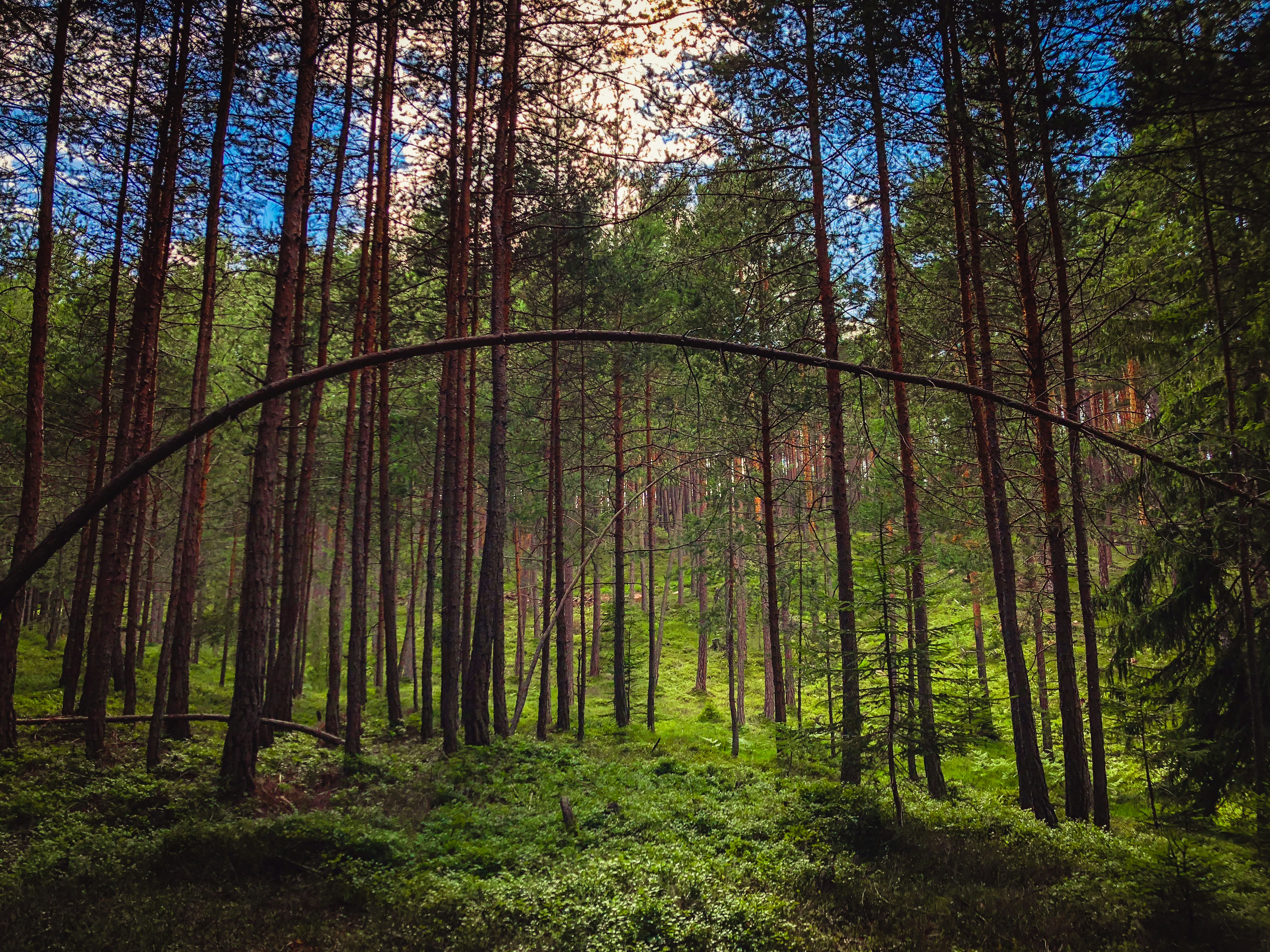 Arc of green: a woodland arch frames the sun-dappled clearing