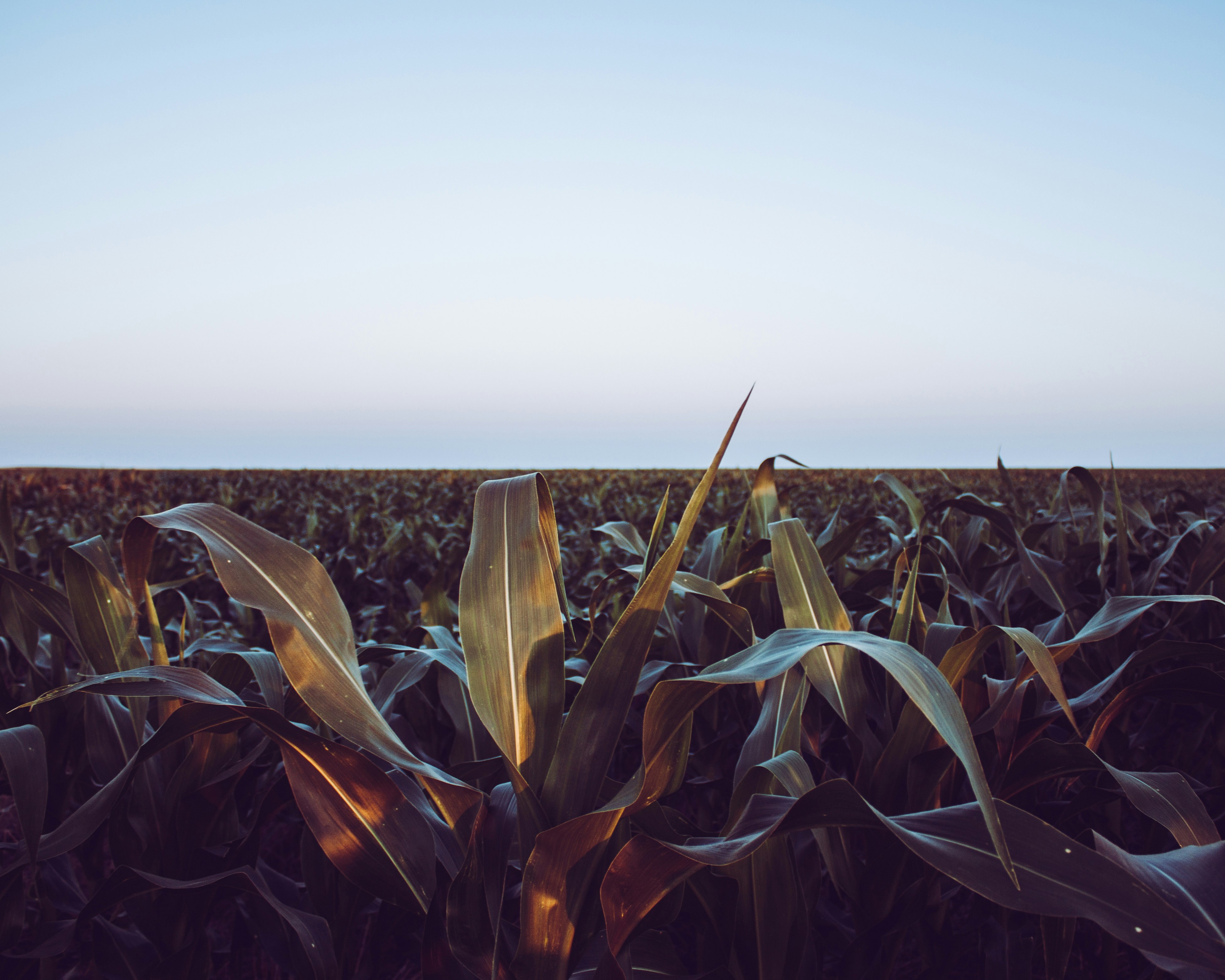 Golden Hour Over Cornfield Horizon