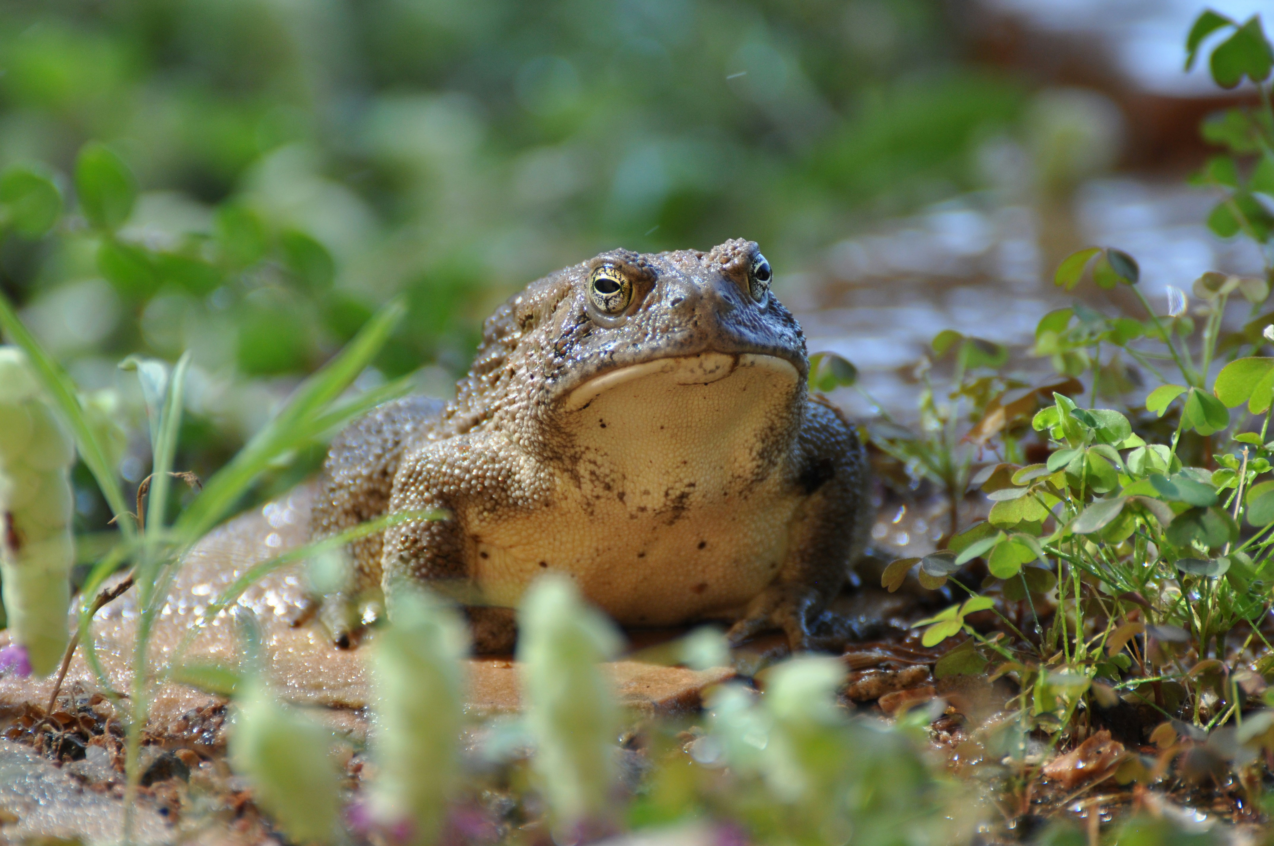 Close-up of a toad resting amidst lush greenery and water droplets, showcasing its textured skin and serene expression.