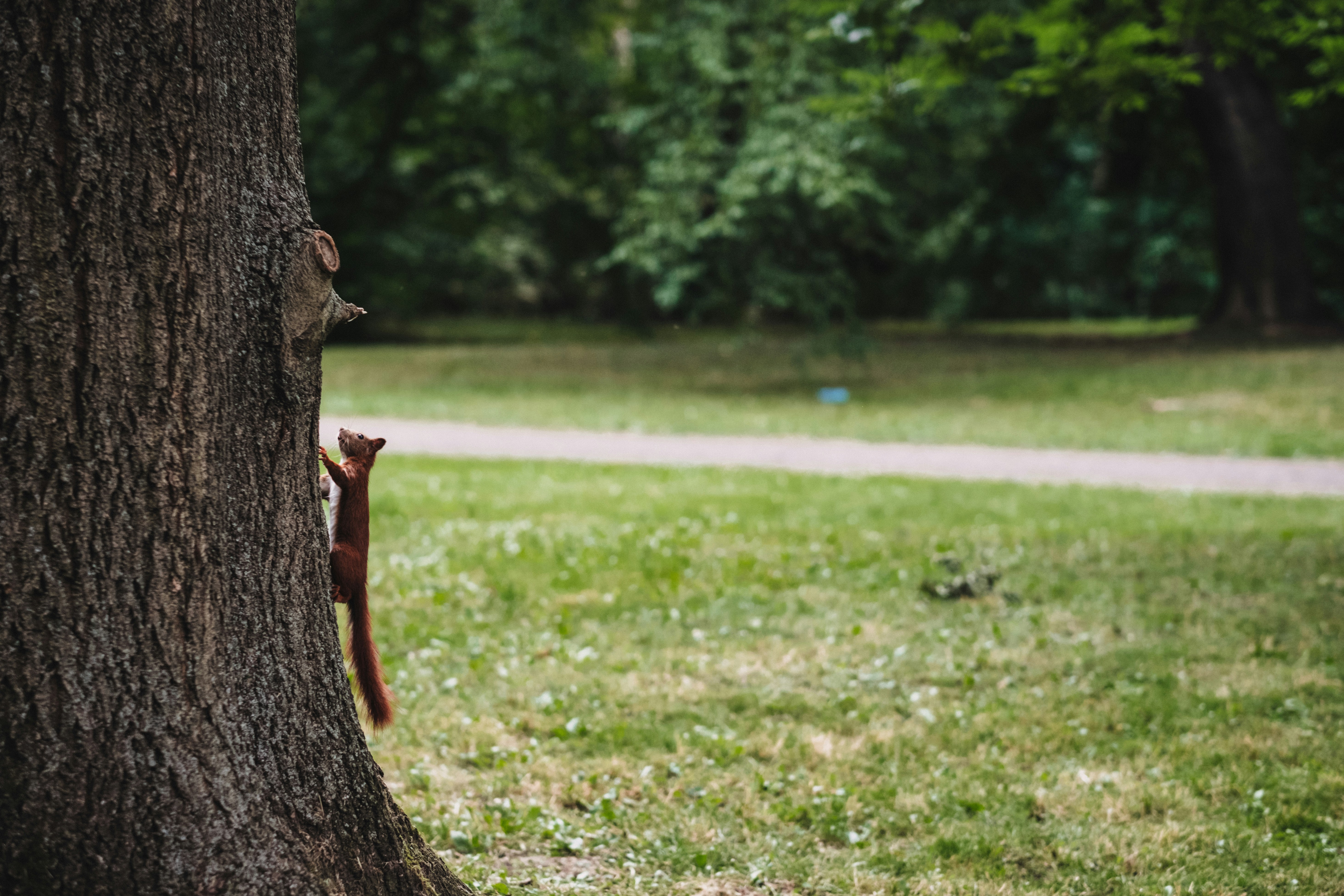 Close-up photo of tree trunk in front of pathway photo – Free Nature ...