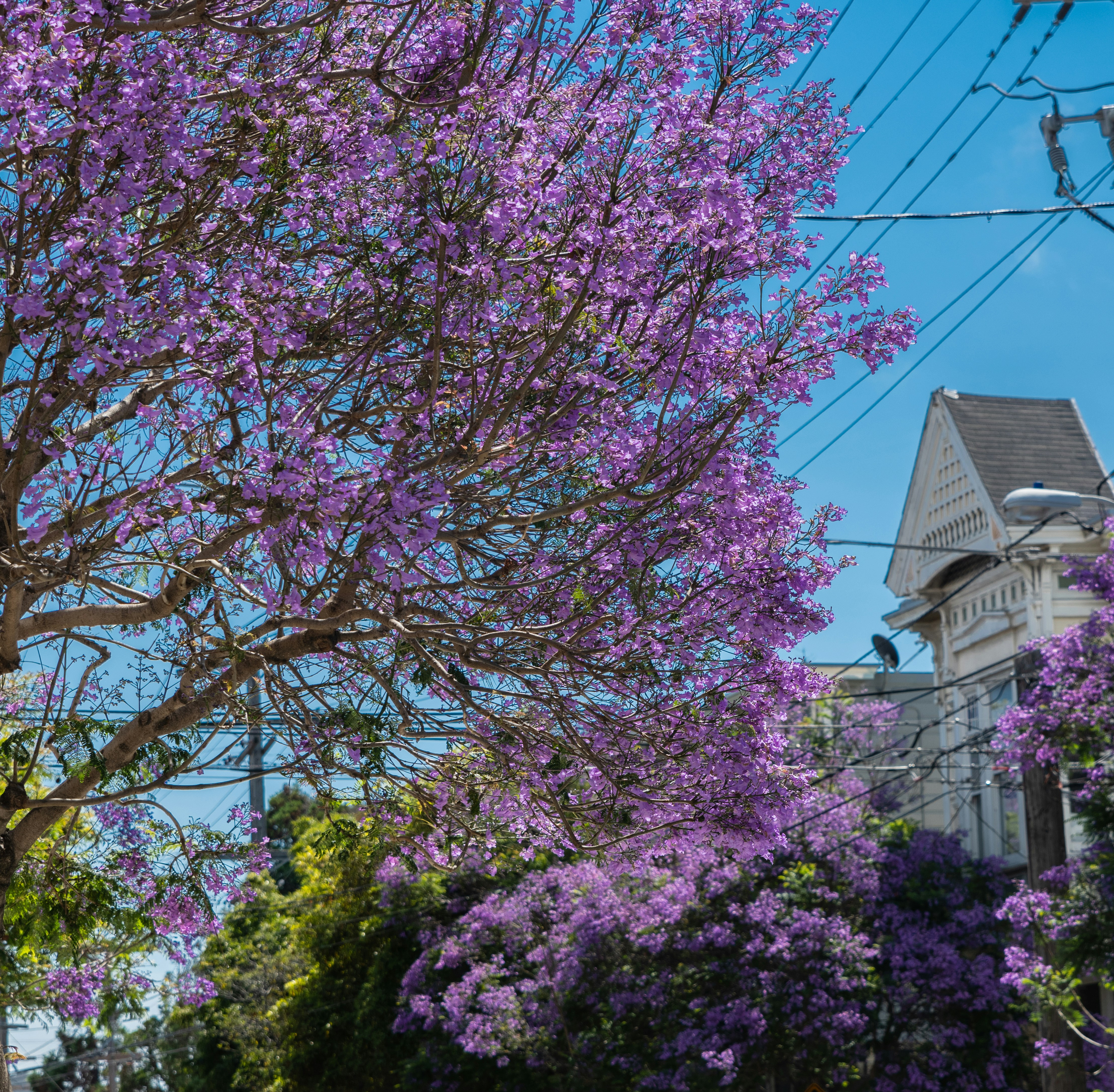 Jacaranda Canopy Over a Sunlit City Street
